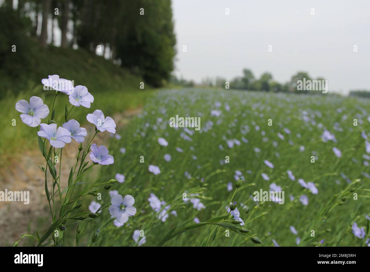 a group blue flax flowers in a flax field in the netherlands in summer ...