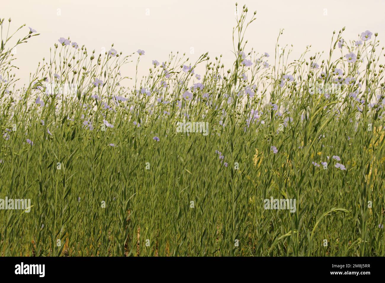 front view at a long green flax plants with blue flowers in the dutch ...