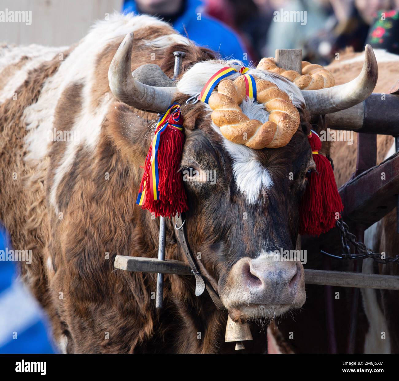 Oxen yoke hi-res stock photography and images - Alamy
