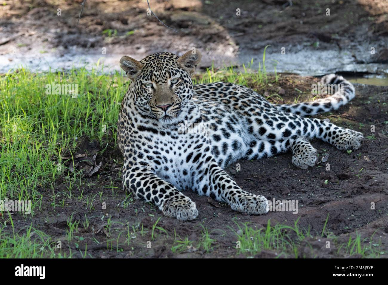female leopard laying on a dried mud patch in a shady clearing in the ...