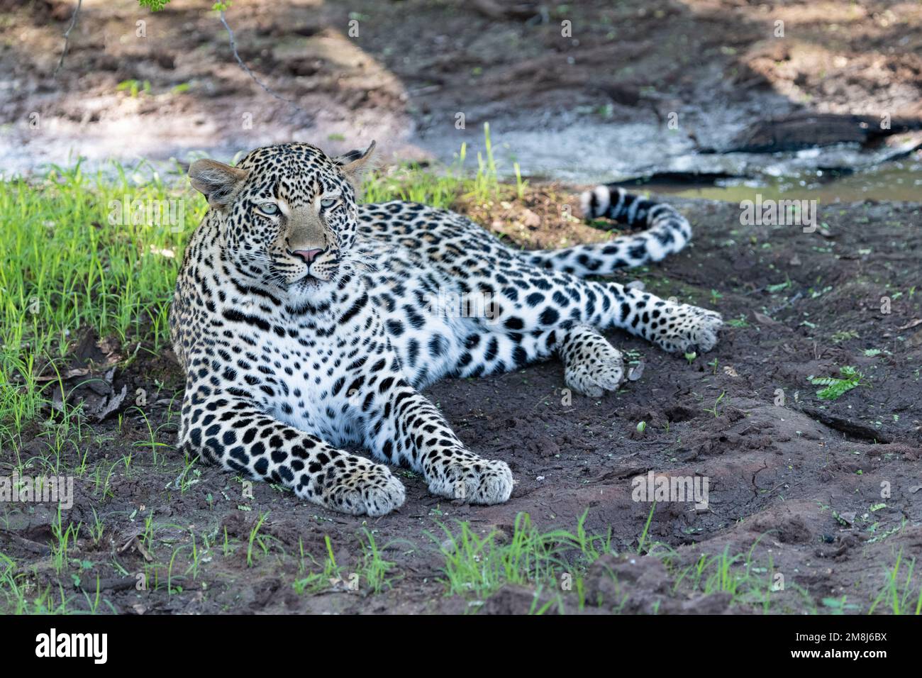 female leopard laying on a dried mud patch in a shady clearing in the ...