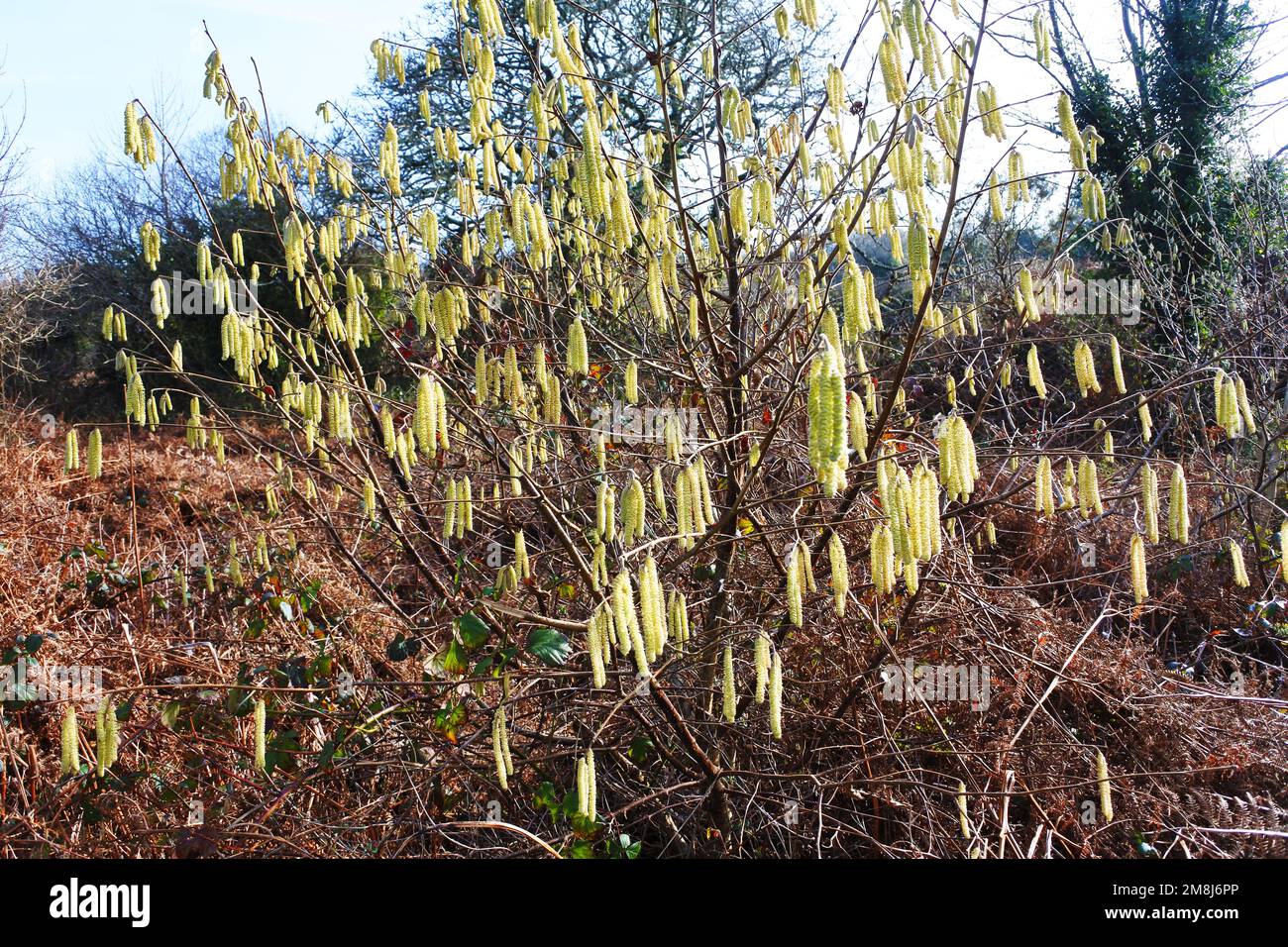 Flowering catkins of the hazel tree - John Gollop Stock Photo - Alamy