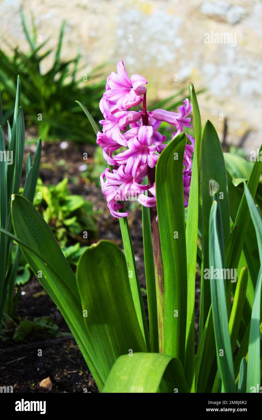 Flowering hyacinth plant growing hi-res stock photography and images ...