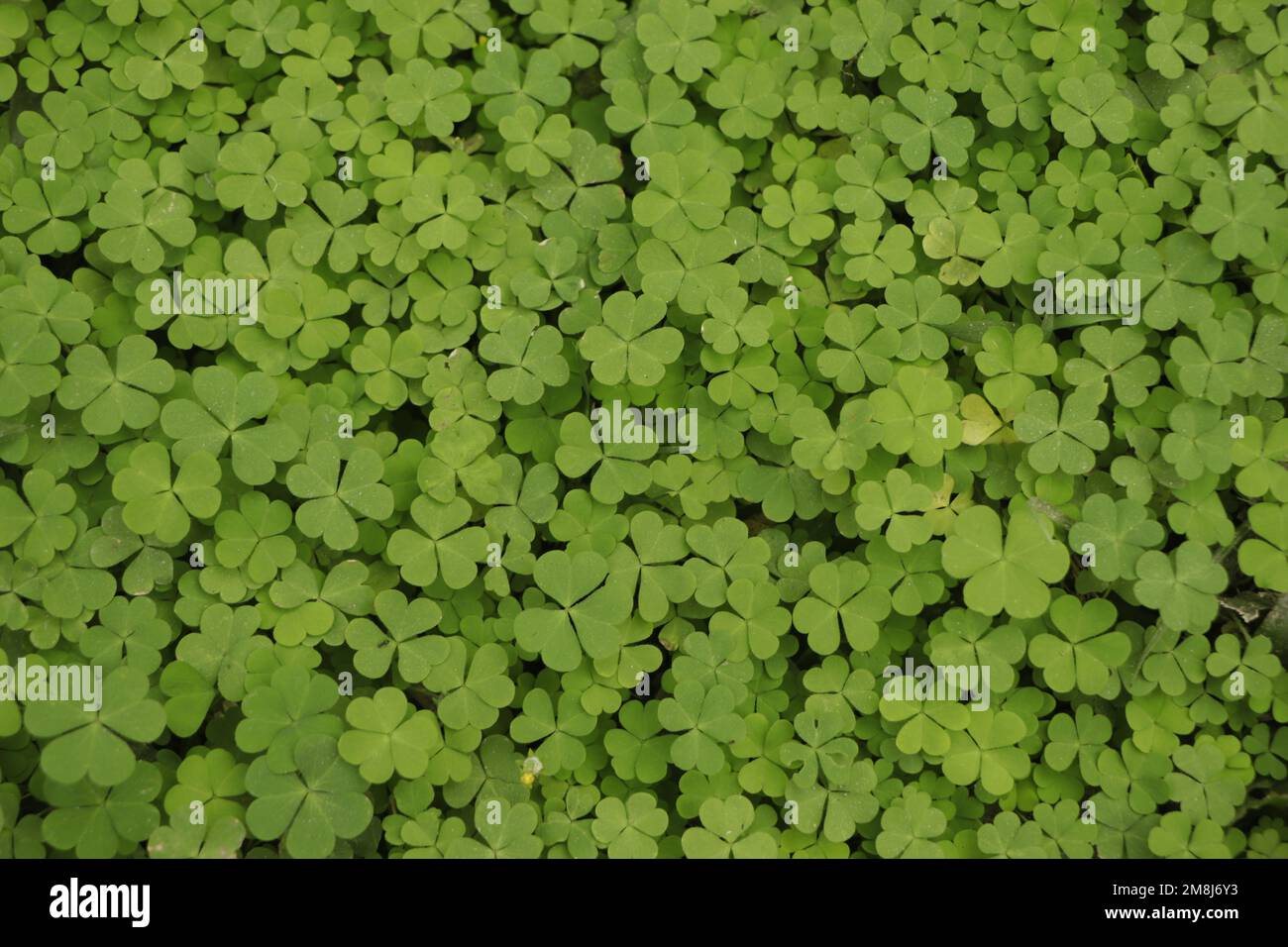 Green background with three-leaved shamrocks. St.Patrick's day holiday ...