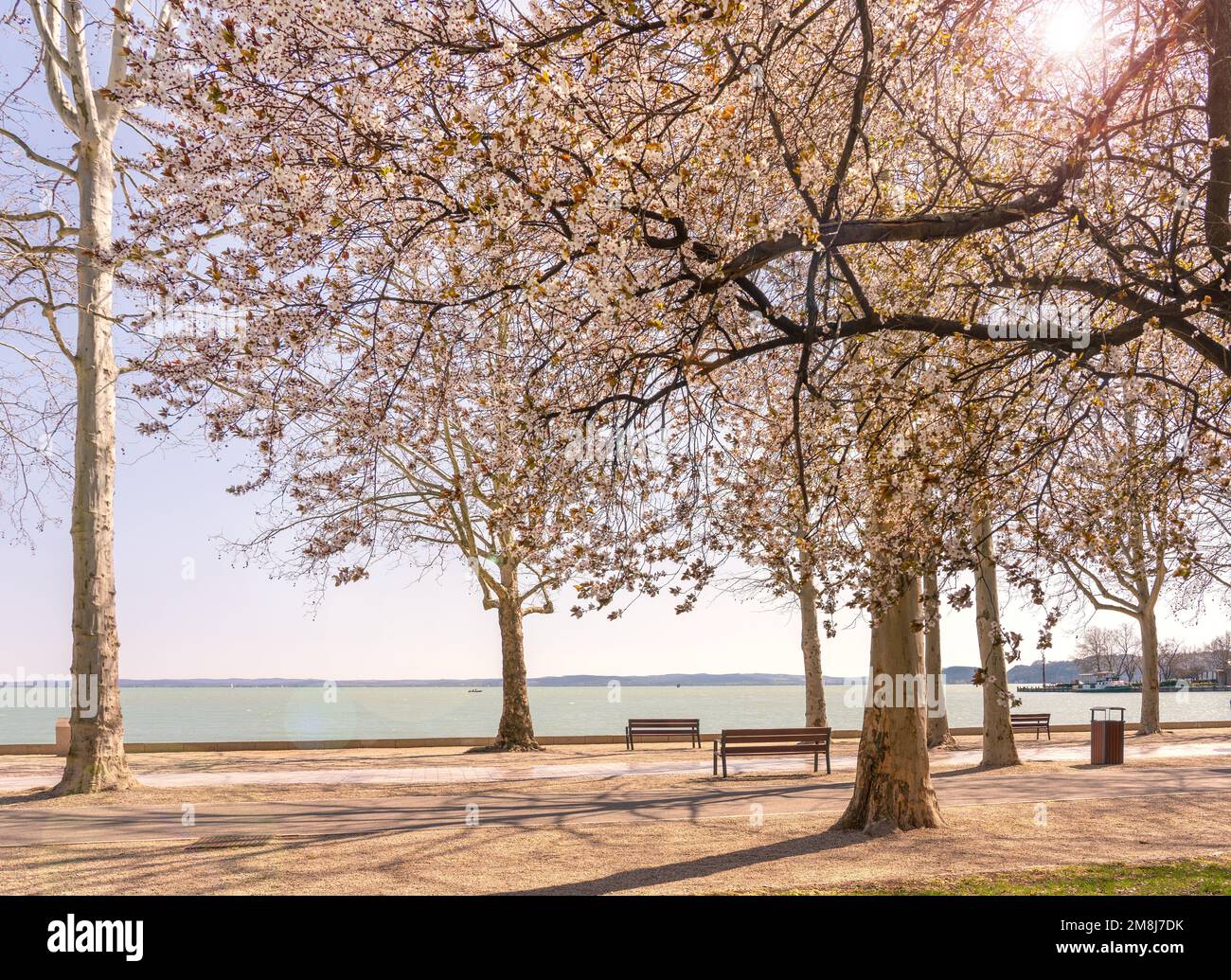 Tagora promenade with beautiful blooming trees next to Lake Balaton in ...