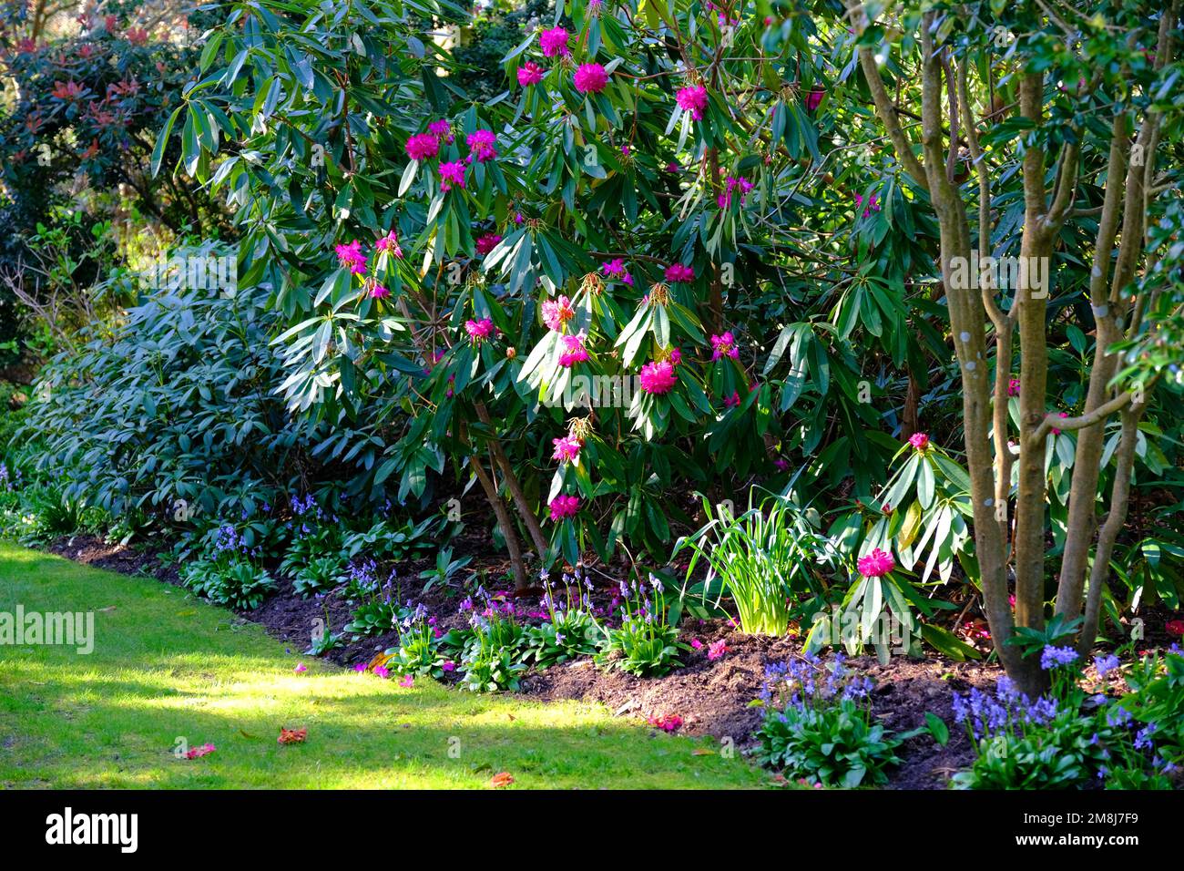 Mixed border with flowering rhododendrons - John Gollop Stock Photo - Alamy