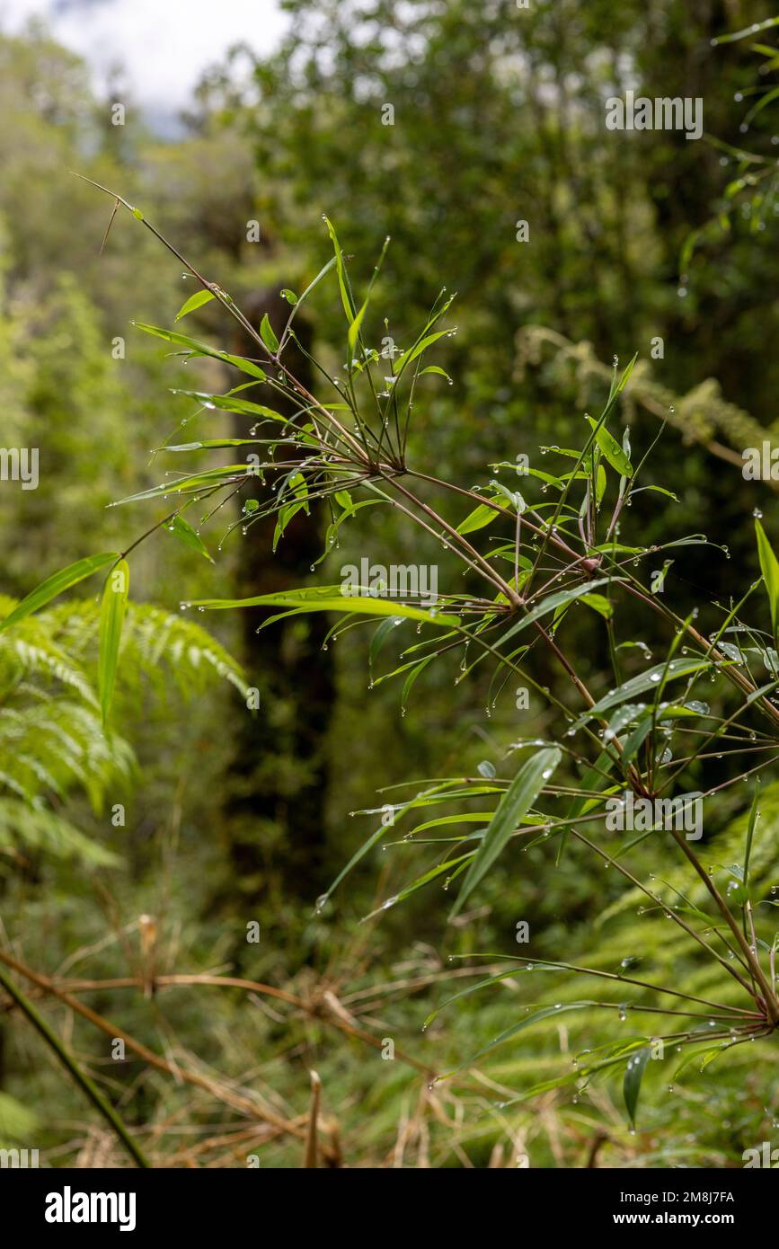 Discovering the fauna of a temperate rain forest while hiking the ...