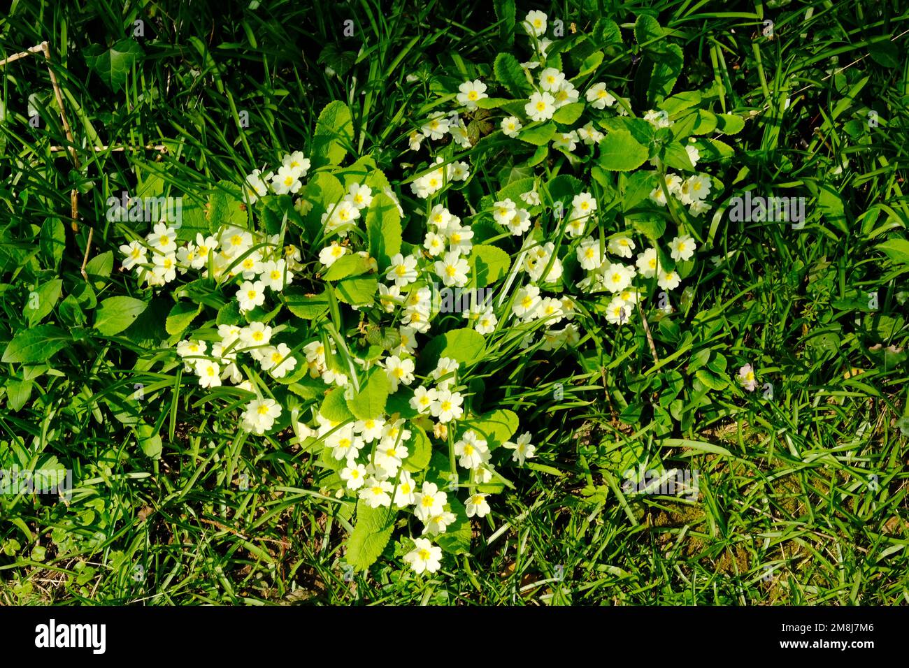 Wild Primula Vulgaris or common Primrose in full bloom - John Gollop ...