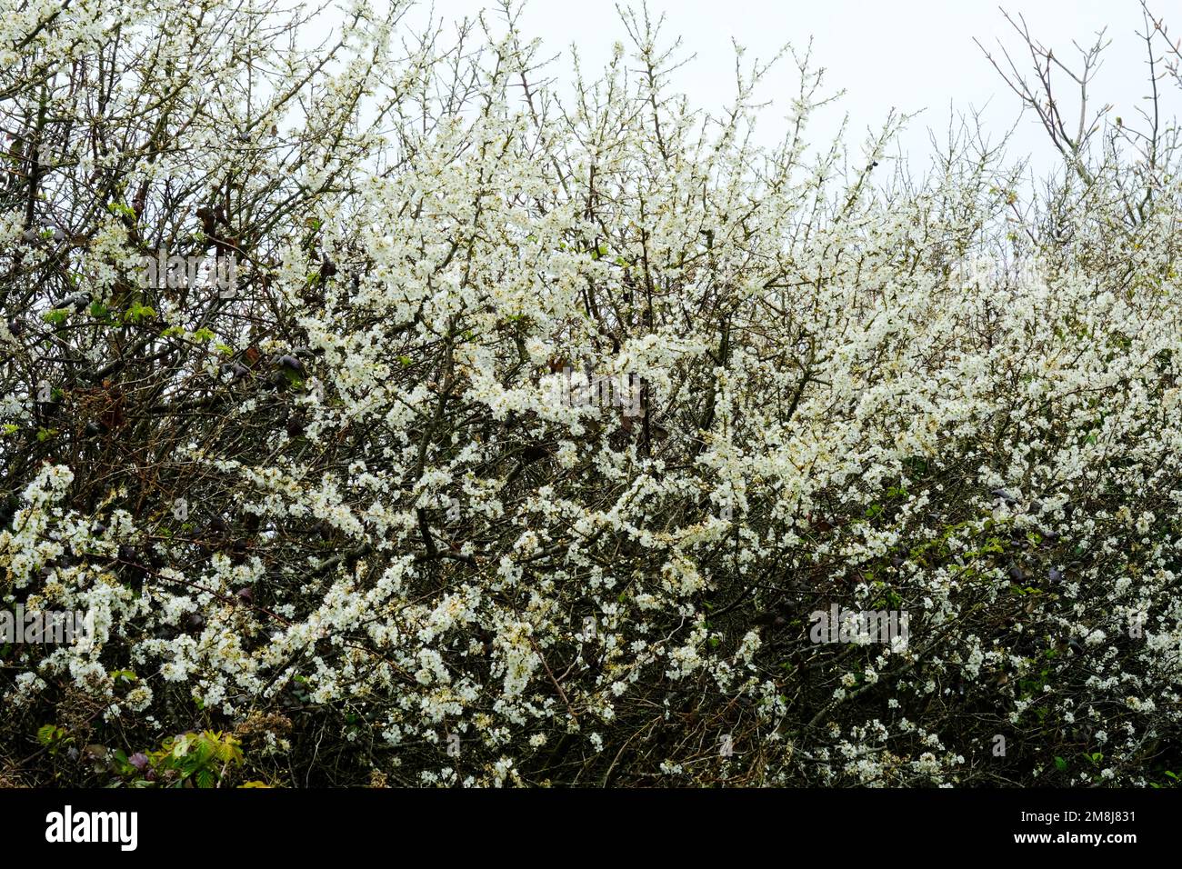 Blackthorn sloe prunus spinosa flowers hi-res stock photography and ...