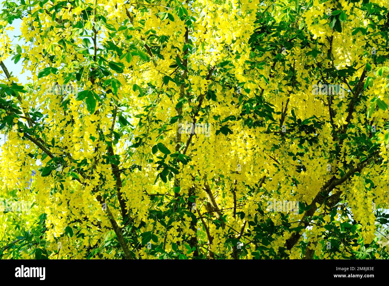 Full frame image of a flowering Laburnum tree, UK - John Gollop Stock ...