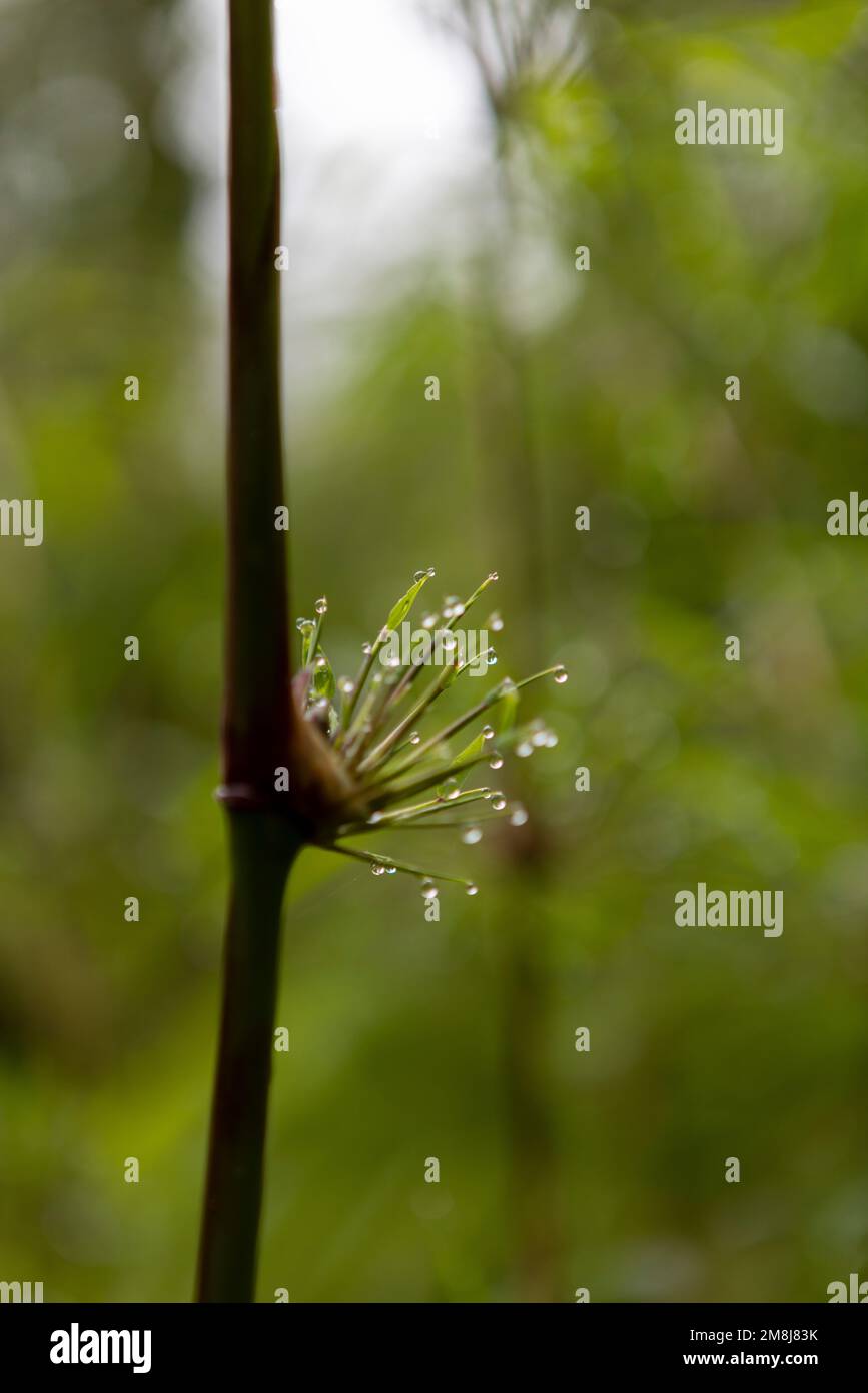 Discovering the fauna of a temperate rain forest while hiking the ...