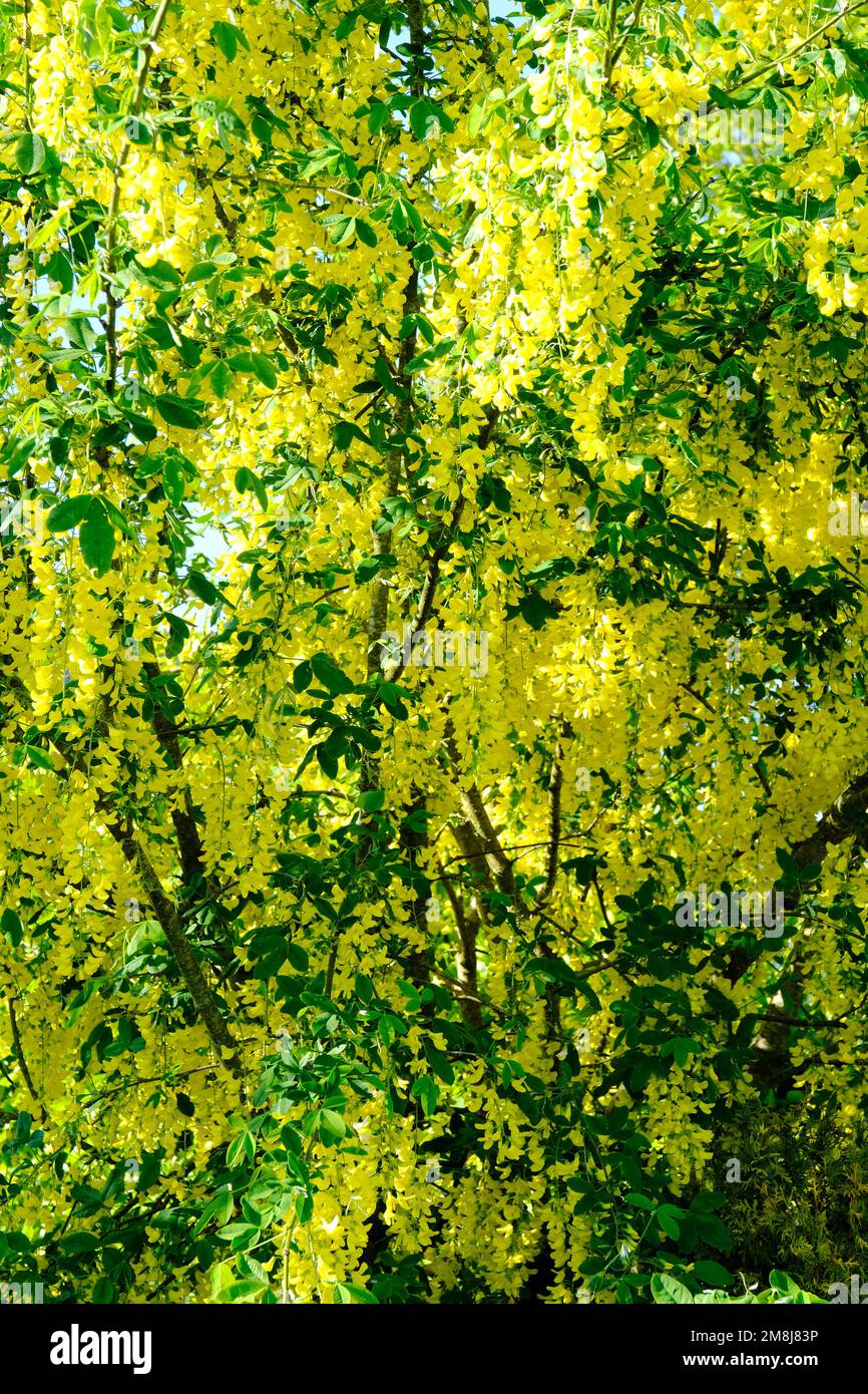 Full frame image of a flowering Laburnum tree, UK - John Gollop Stock ...