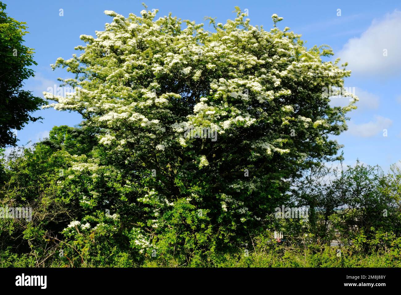 Mayflower tree hi-res stock photography and images - Alamy