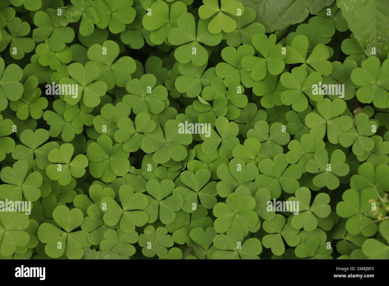 Green background with three-leaved shamrocks. St.Patrick's day holiday ...