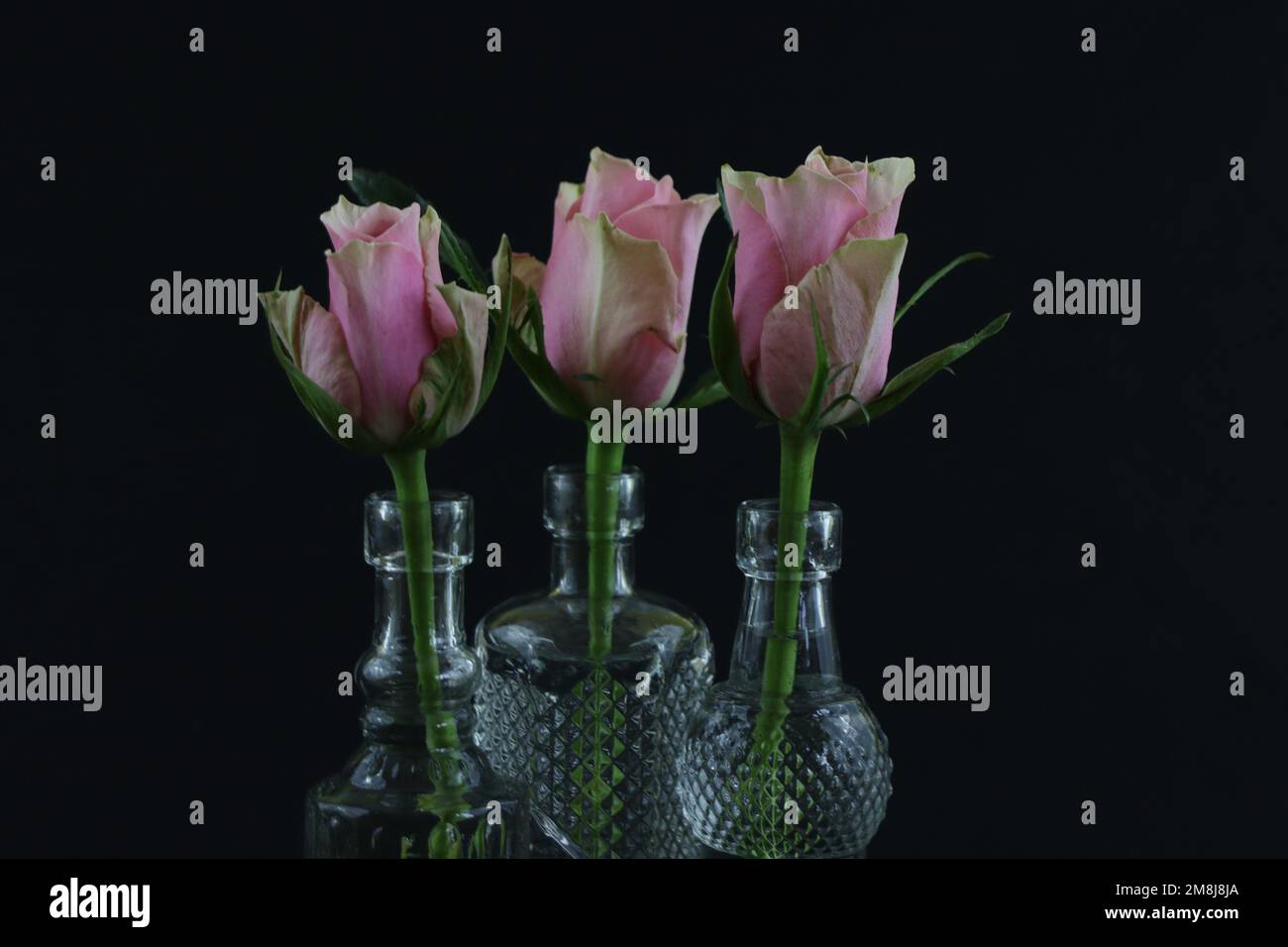 Pink roses on black background Stock Photo - Alamy