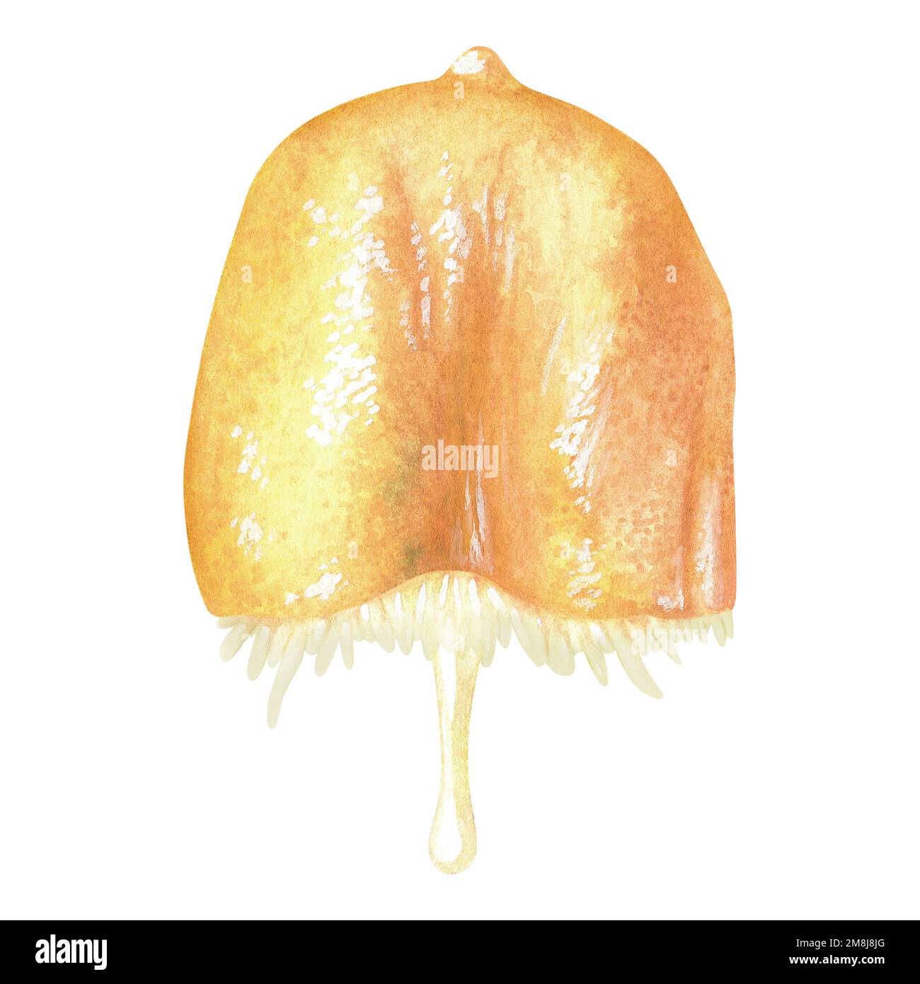 Squeezed lemon with juice flowing from it. Watercolor illustration ...
