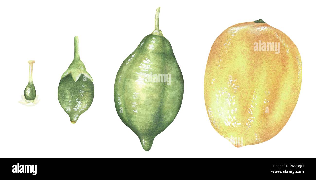 Lemon growth stages. Lemon growth stages. Watercolor illustration ...