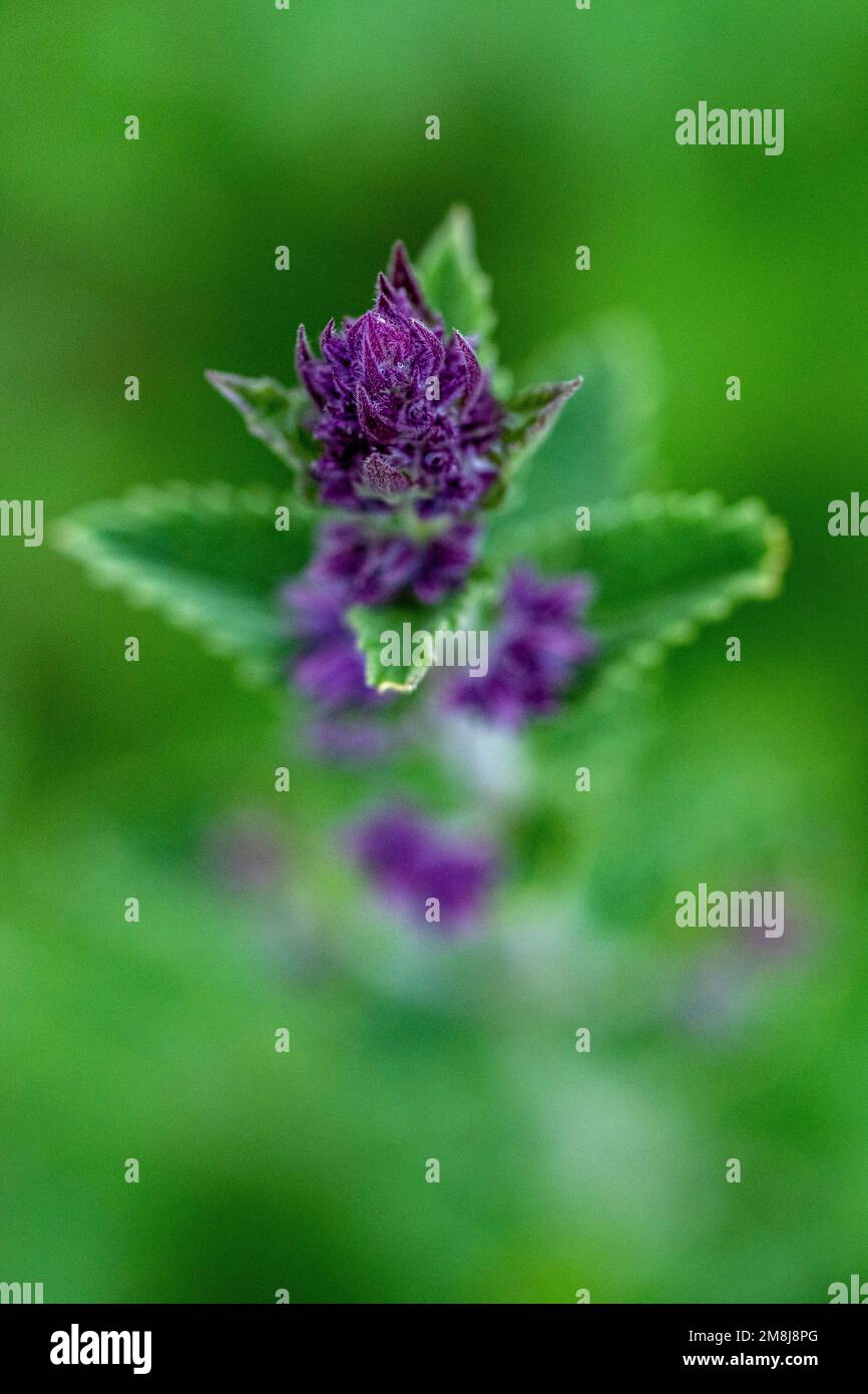 Growing catmint hi-res stock photography and images - Alamy