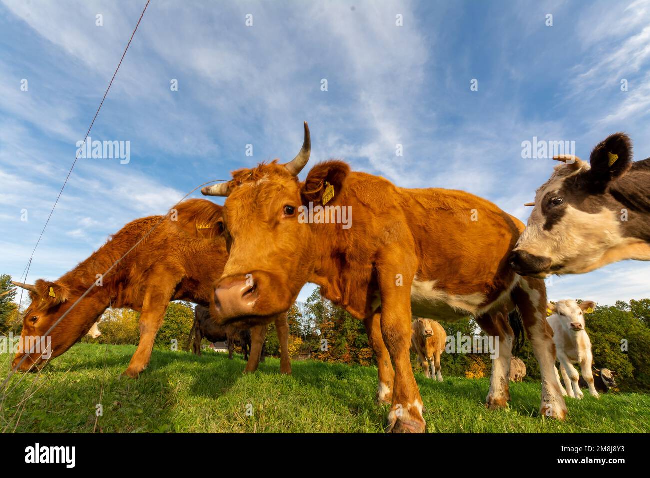 A low-angle shot of a herd of cows looking at the camera in the green ...