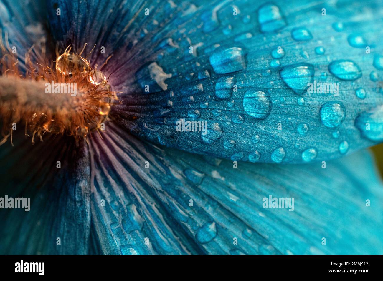 himalayan blue poppy Stock Photo - Alamy