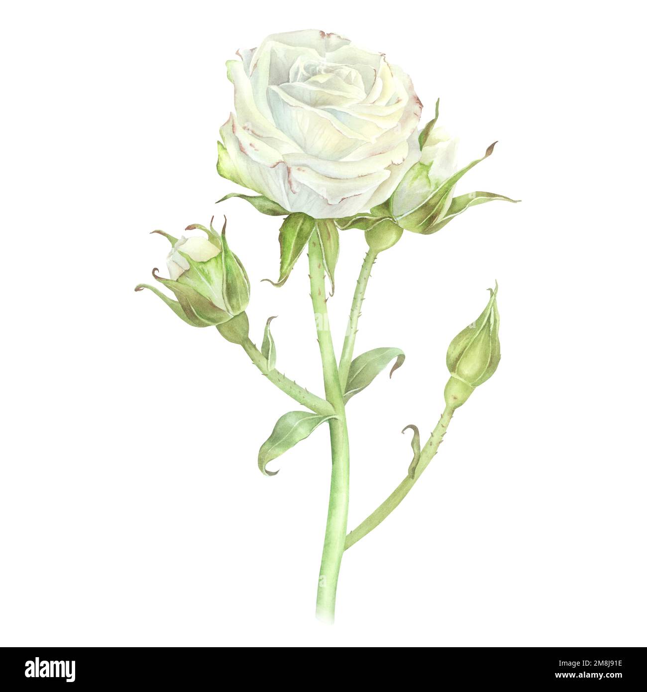 White bush roses. Inflorescence with closed buds. Watercolor ...