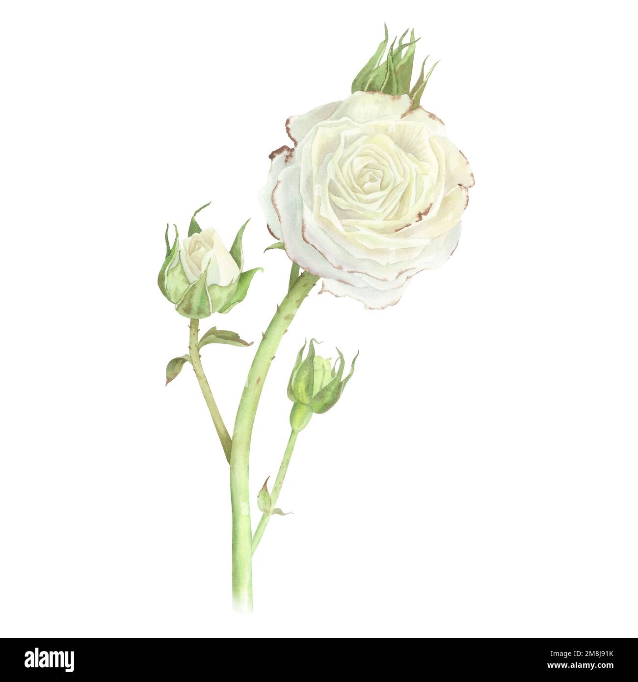 White bush roses. Inflorescence with closed buds. Watercolor ...