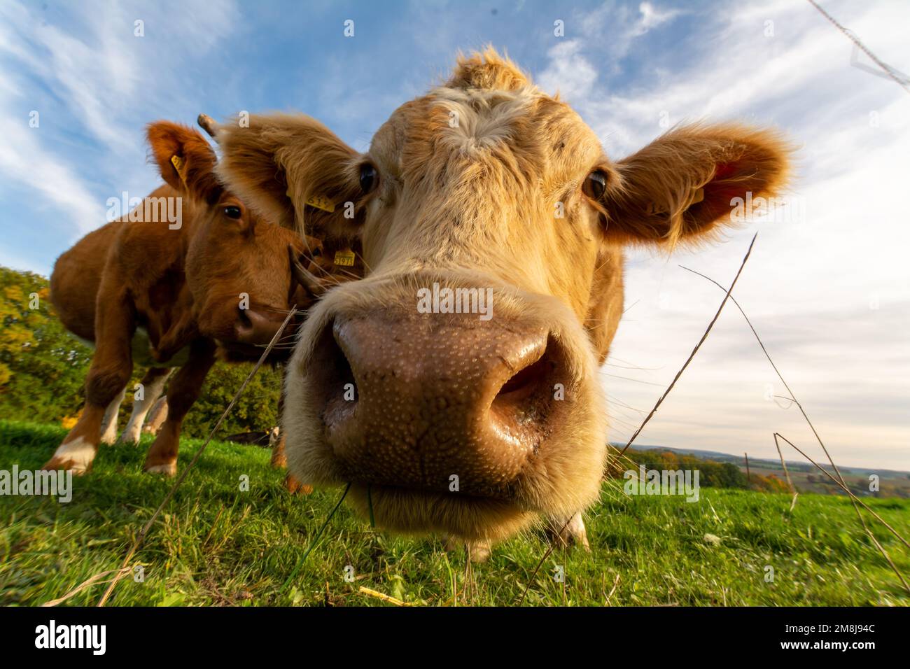 A closeup low-angle shot of a herd of cows sniffing the camera in the ...