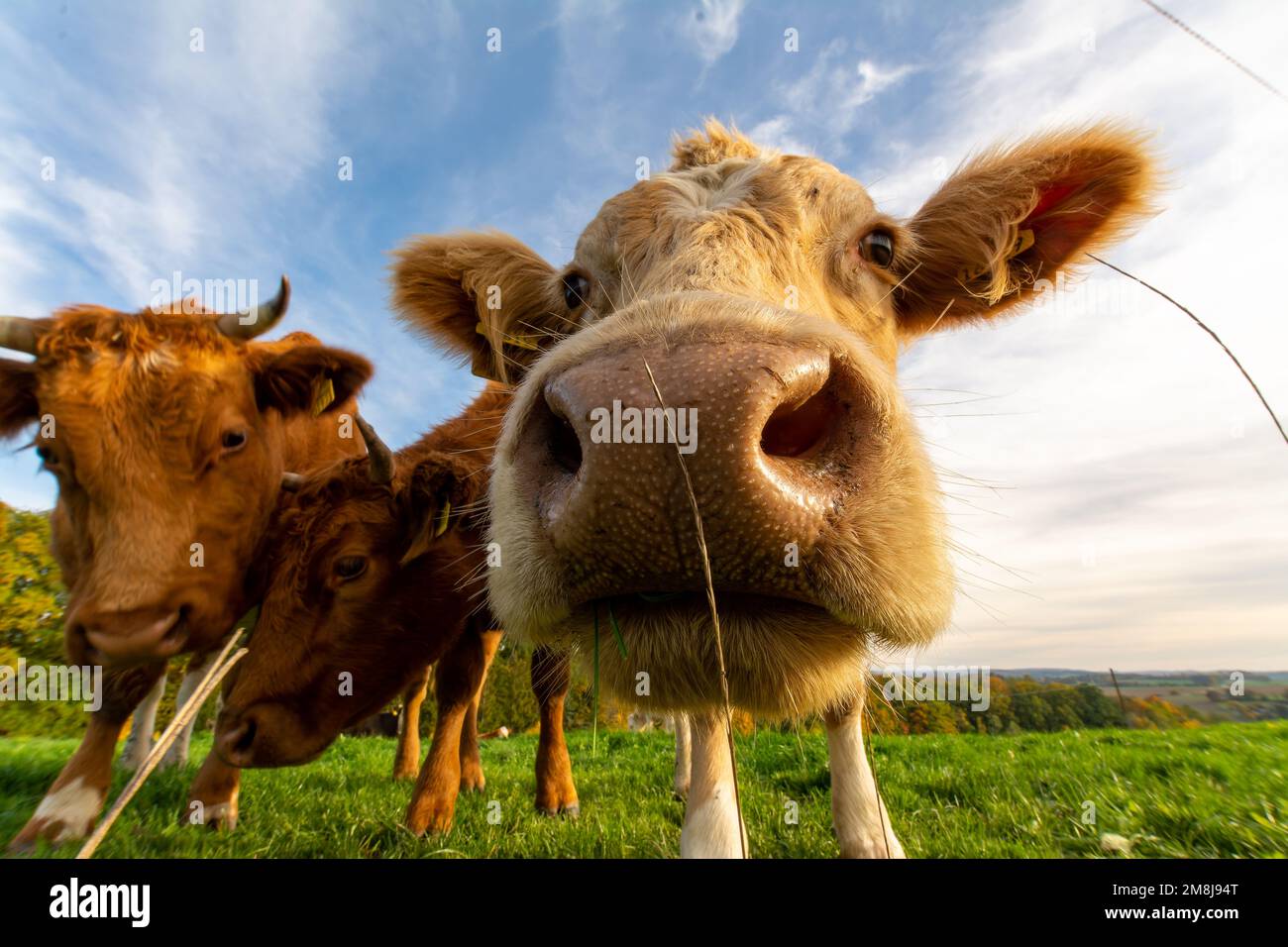 A closeup low-angle shot of a herd of cows sniffing the camera in the ...