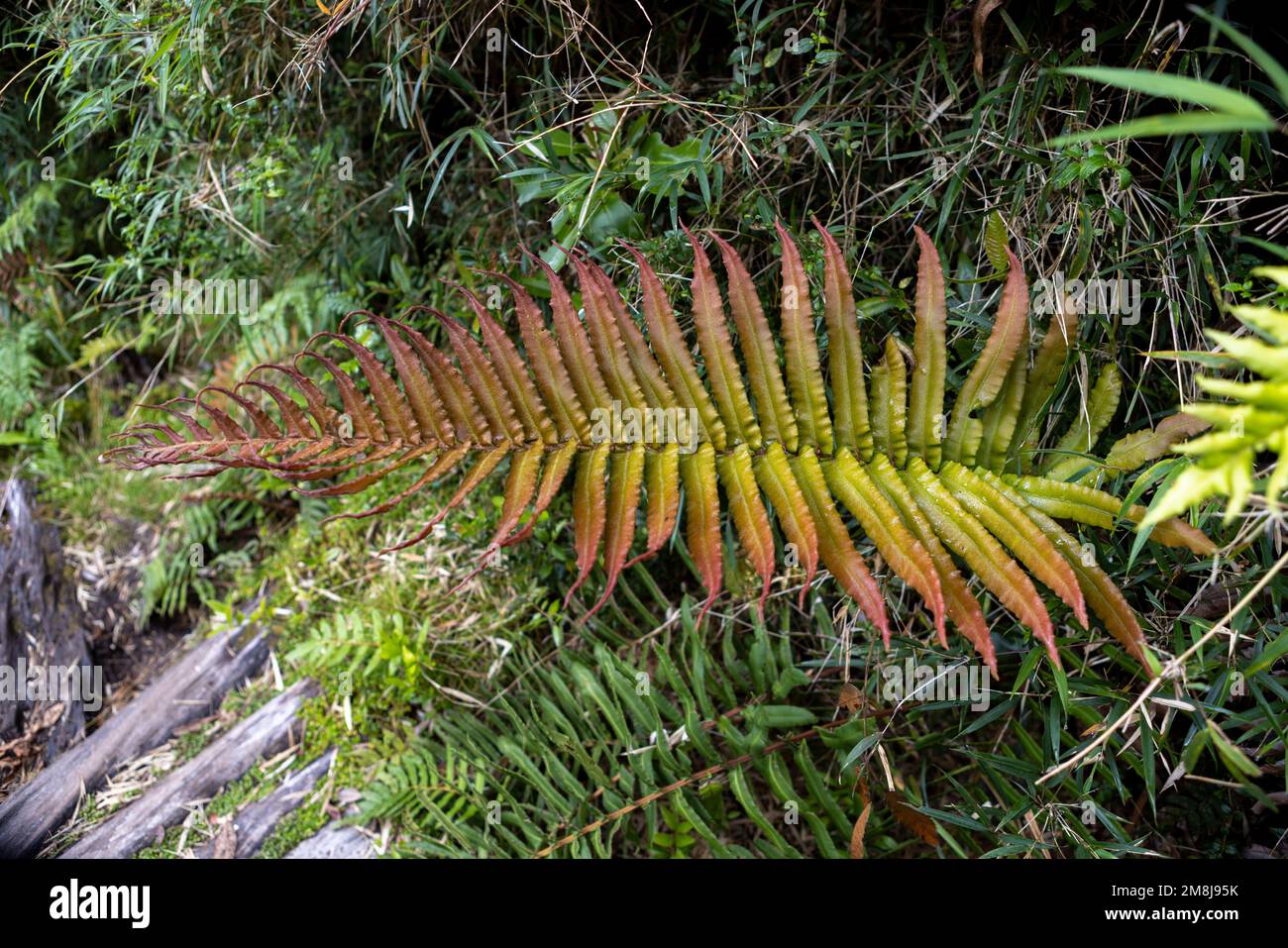 Fern leaf in a temperate rain forest - hiking the Sendero Cascadas ...