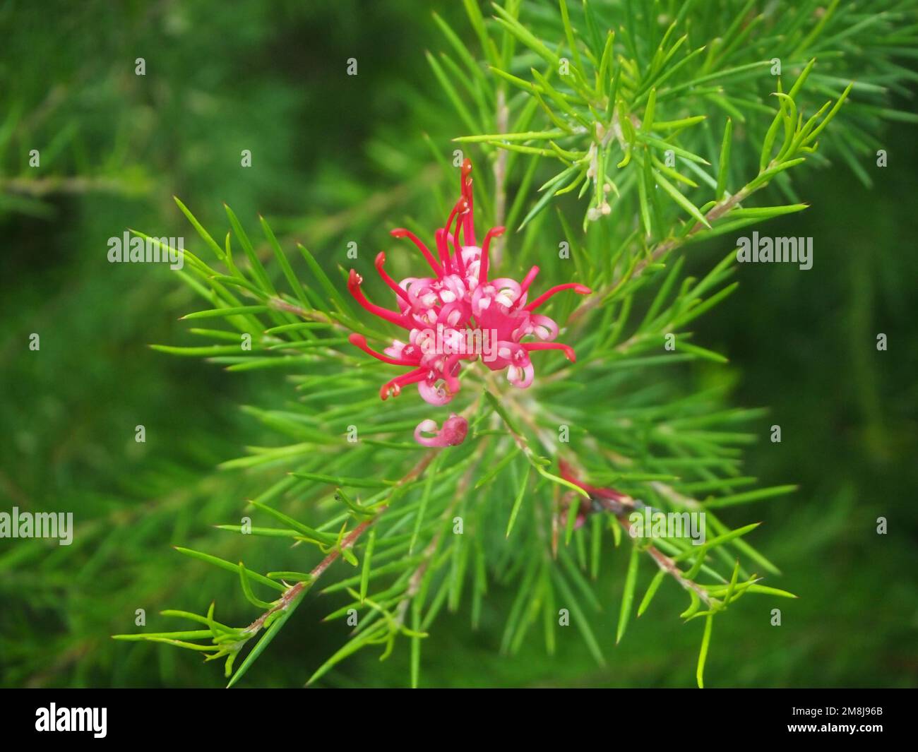 Grevillea "Canberra Gem" pink flower Stock Photo - Alamy