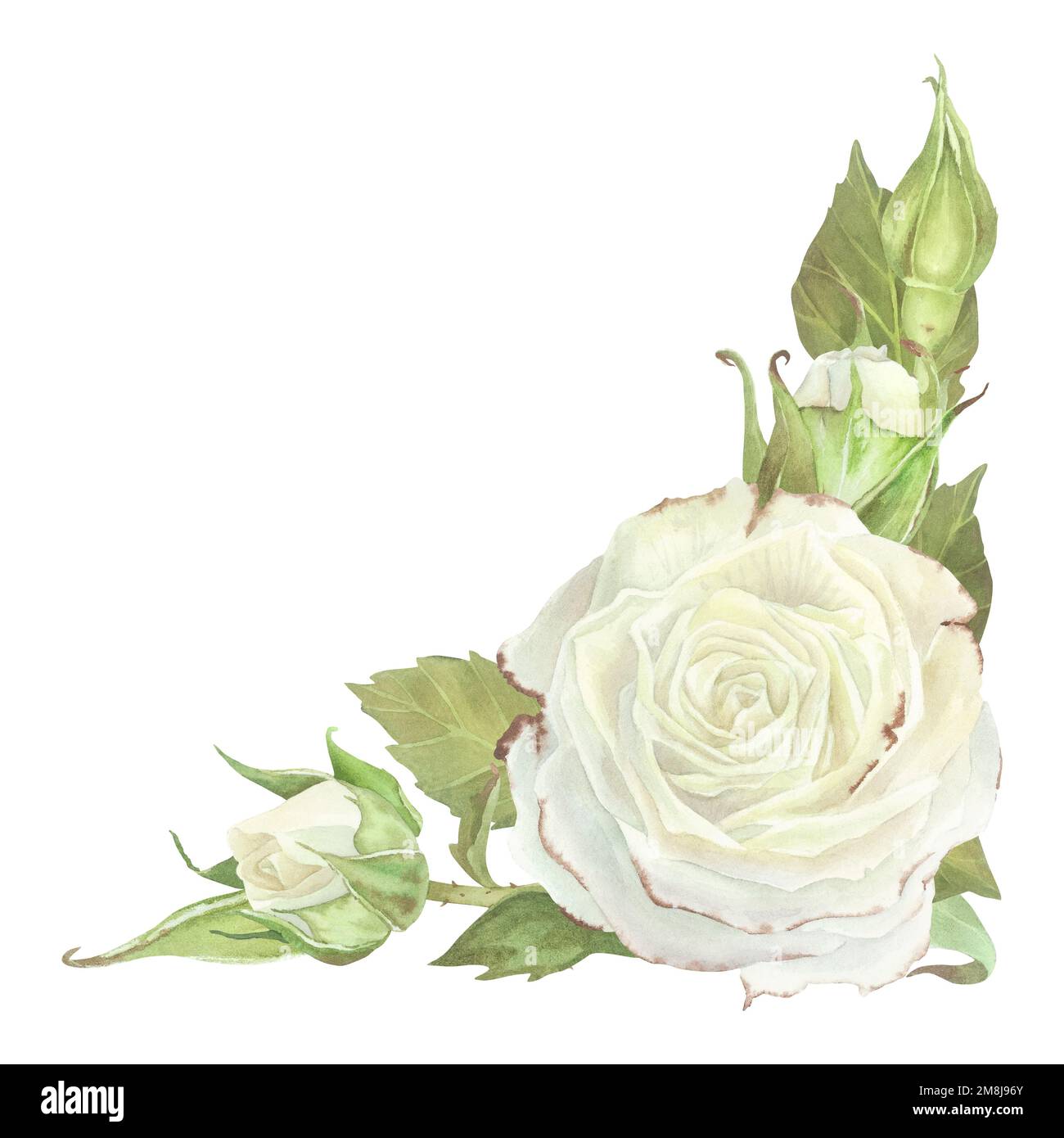 Corner composition of white roses, buds and leaves. Watercolor ...