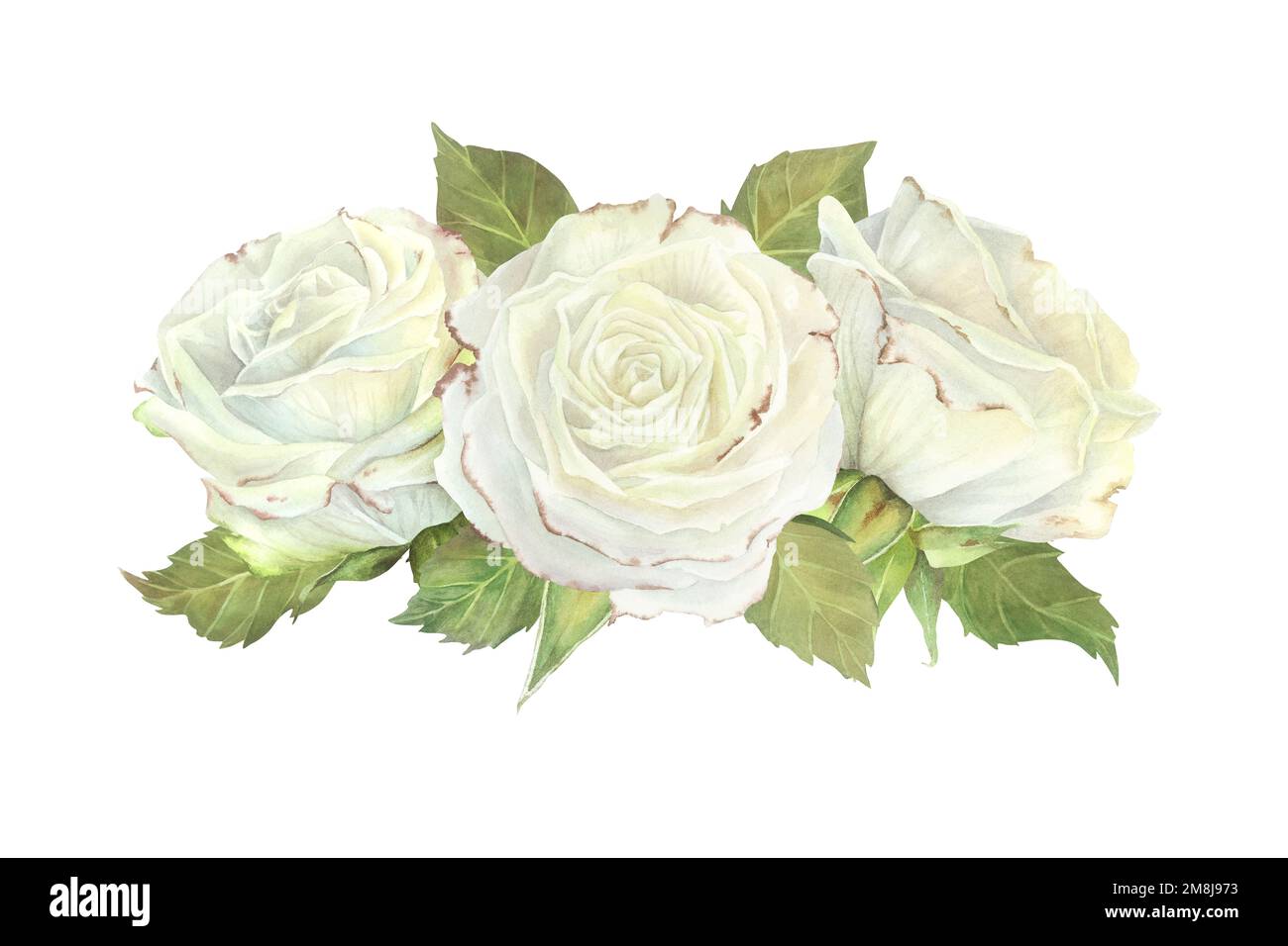 Horizontal composition of three white roses. Watercolor illustration ...