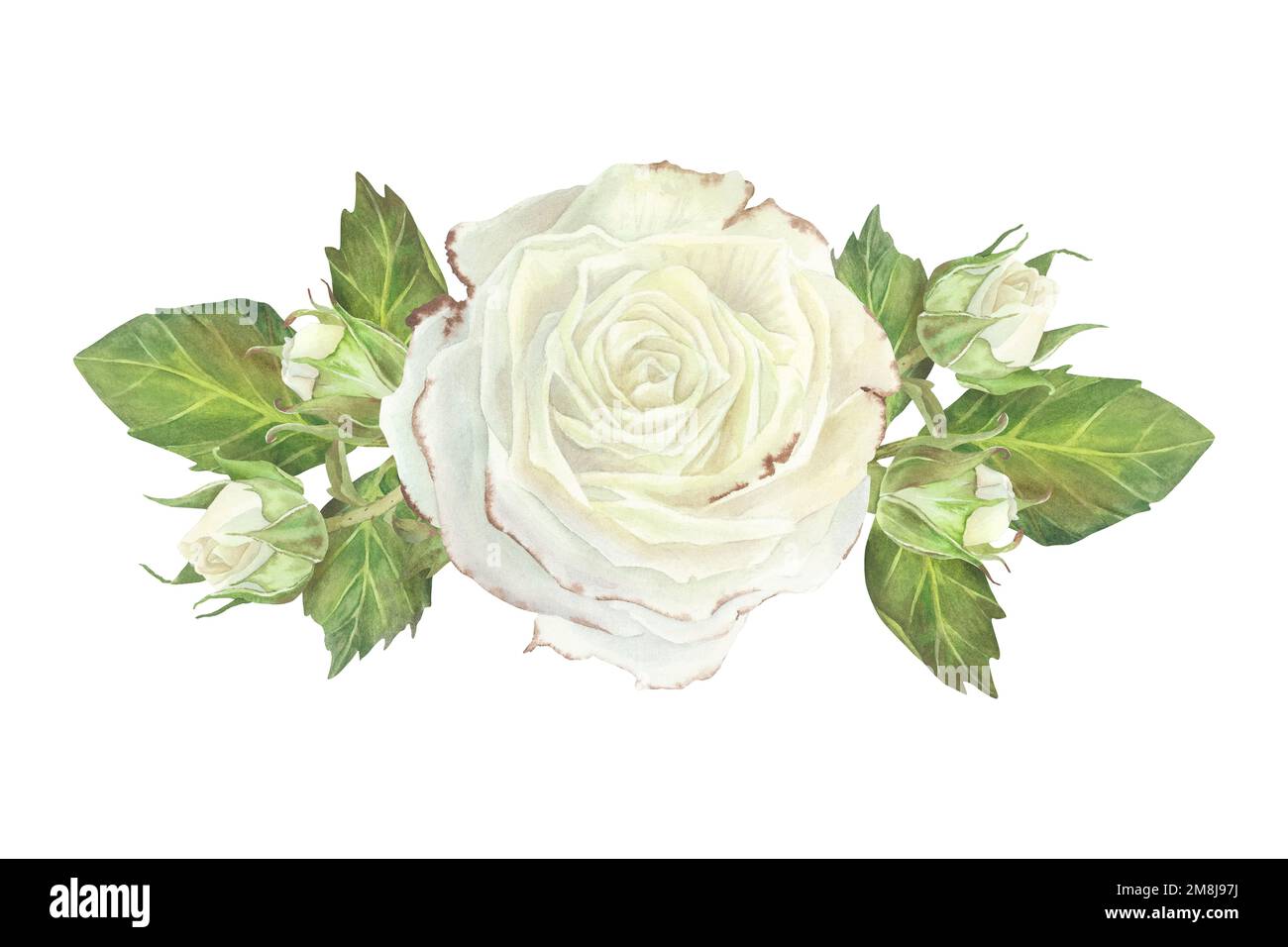 Horizontal composition of white roses, buds and leaves. Watercolor ...