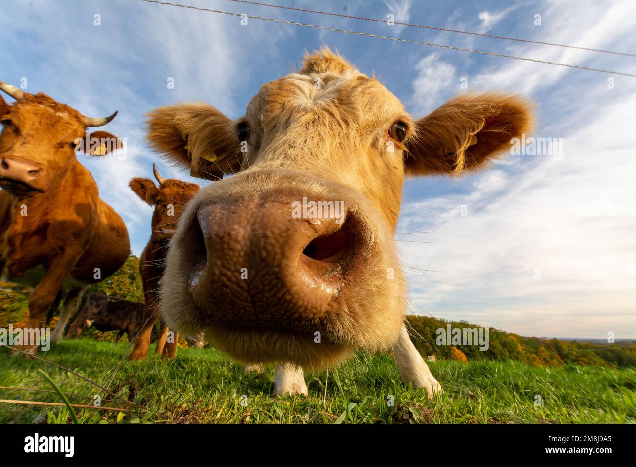 A closeup low-angle shot of a herd of cows sniffing the camera in the ...