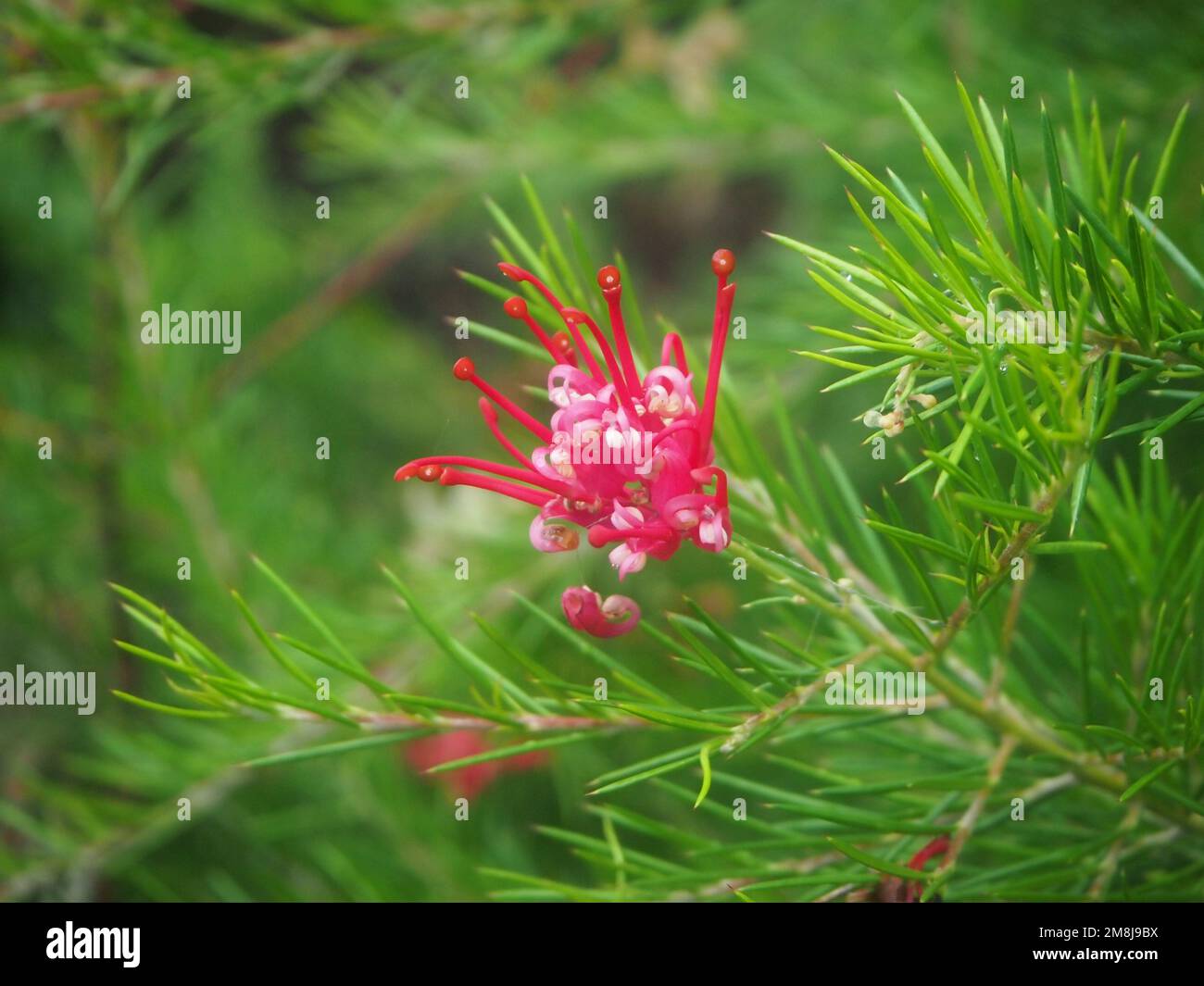 Grevillea canberra hi-res stock photography and images - Alamy