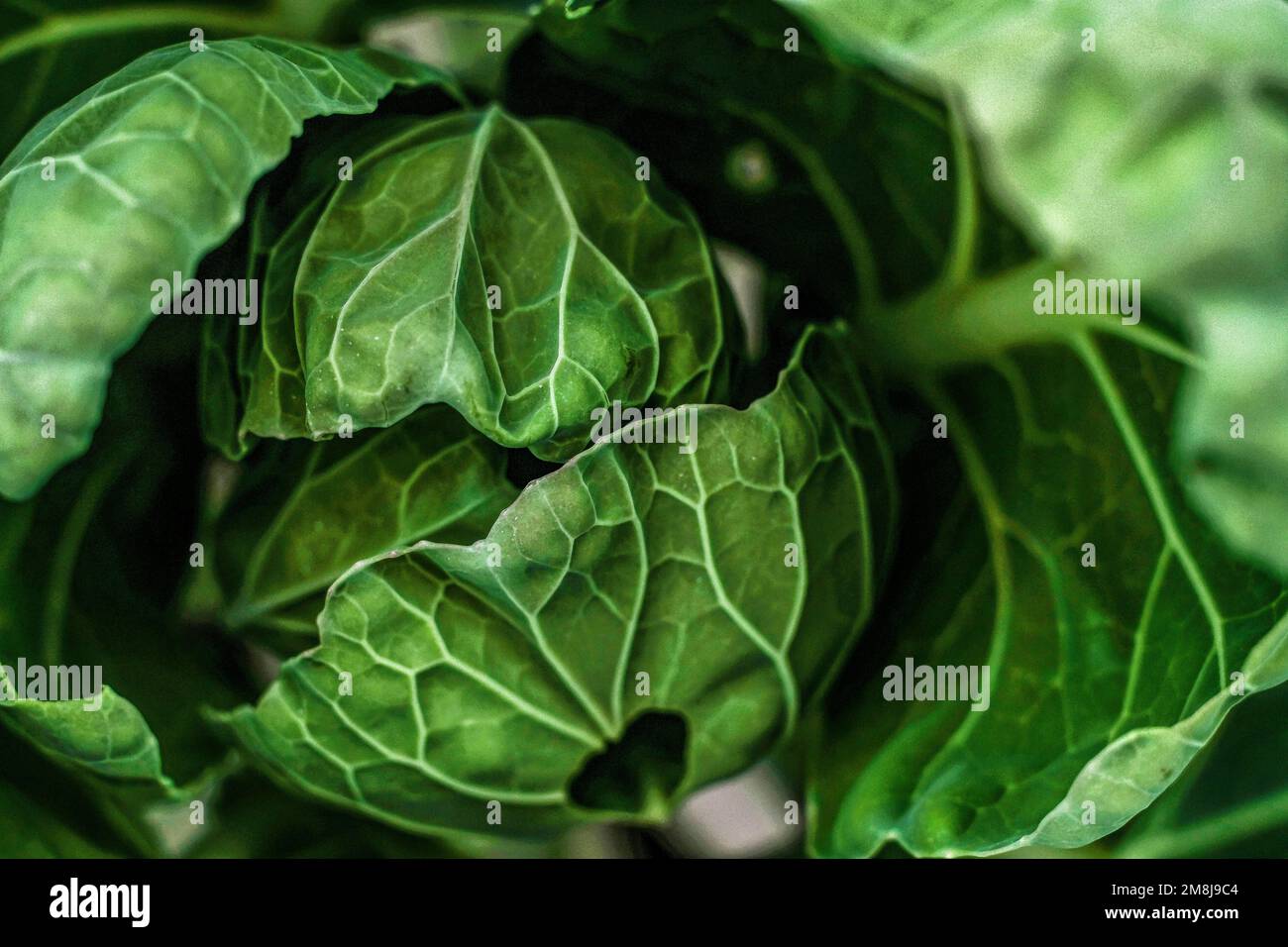Closeup cabbage leaves hi-res stock photography and images - Alamy