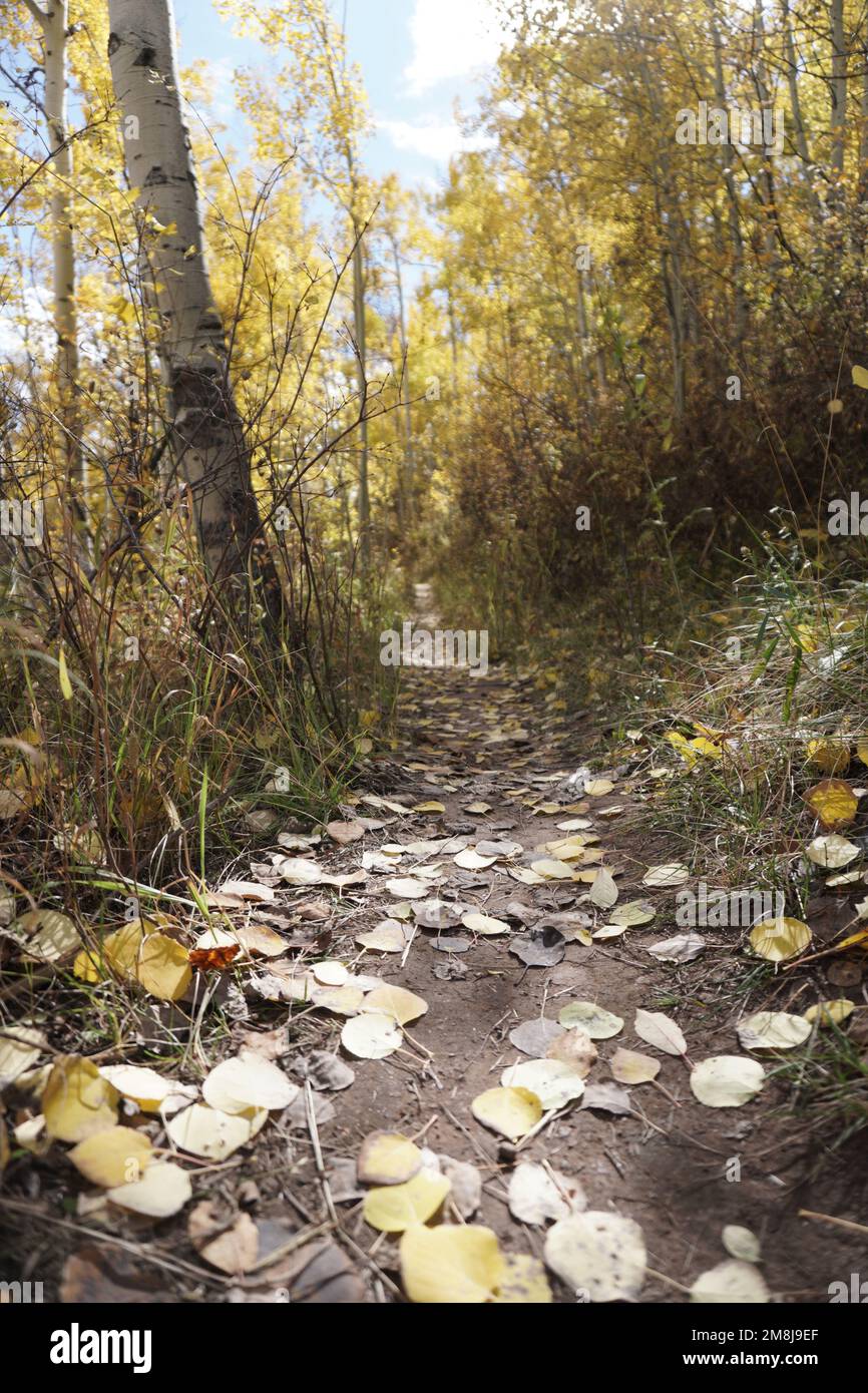 A vertical ground-level shot of a narrow path in a forest with autumn ...