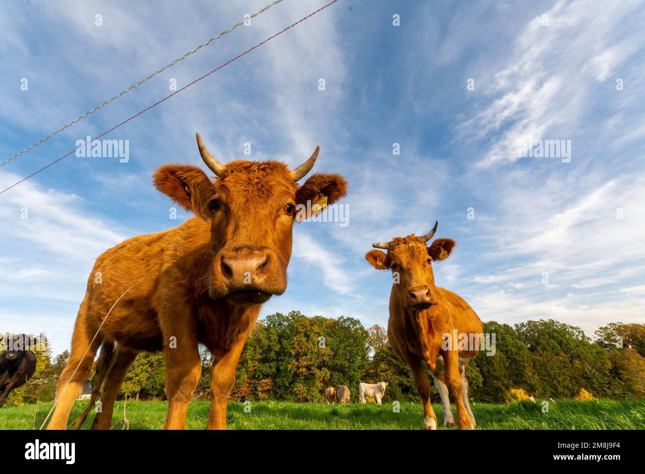 A low-angle shot of a herd of cows looking at the camera in the green ...