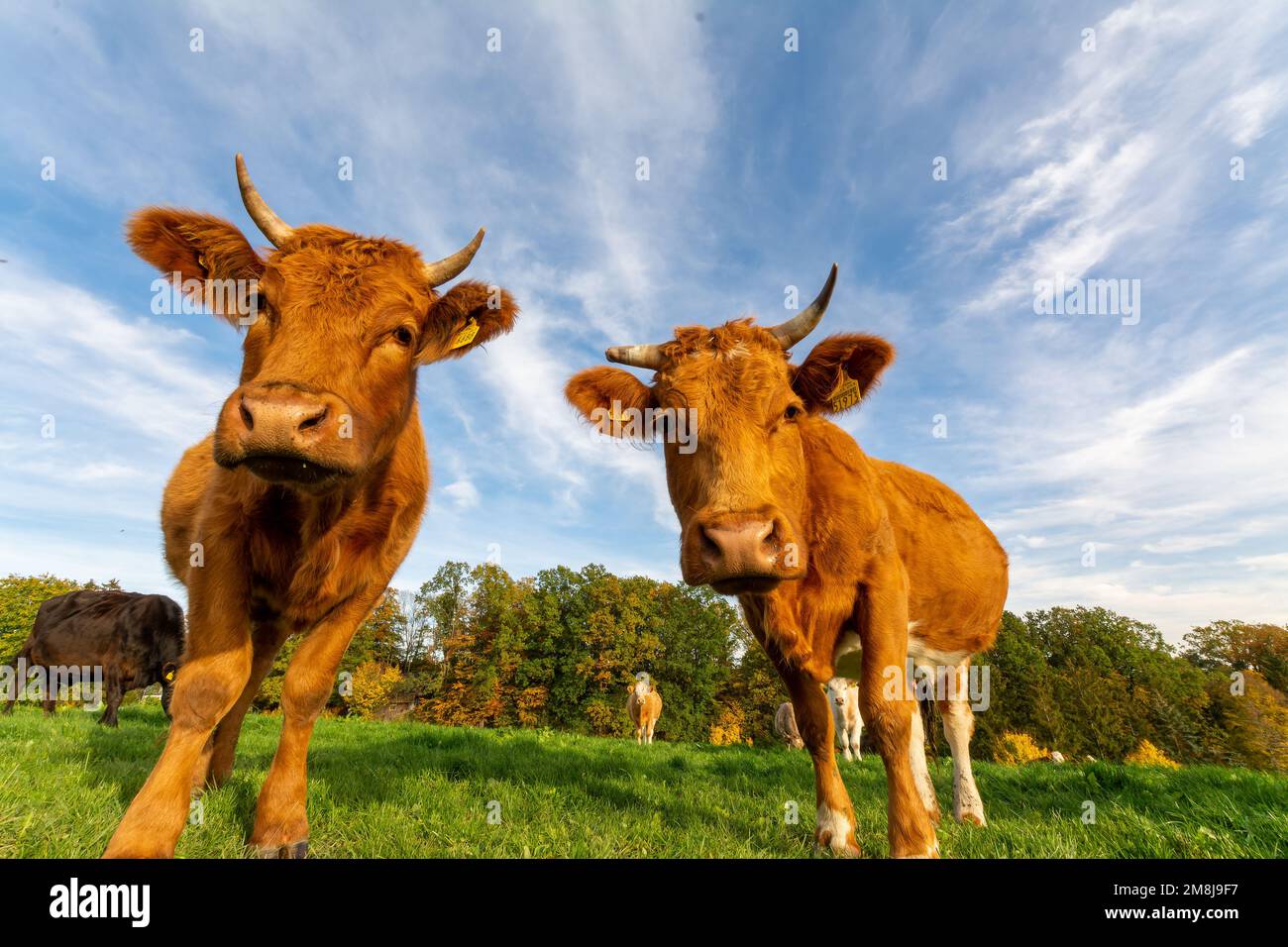 A low-angle shot of a herd of cows looking at the camera in the green ...