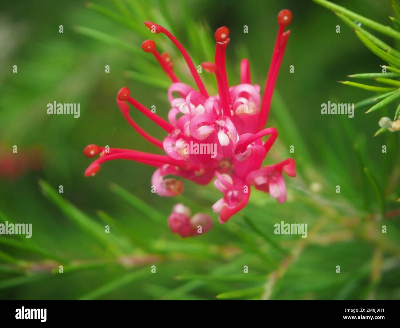 Grevillea "Canberra Gem" pink flower Stock Photo - Alamy