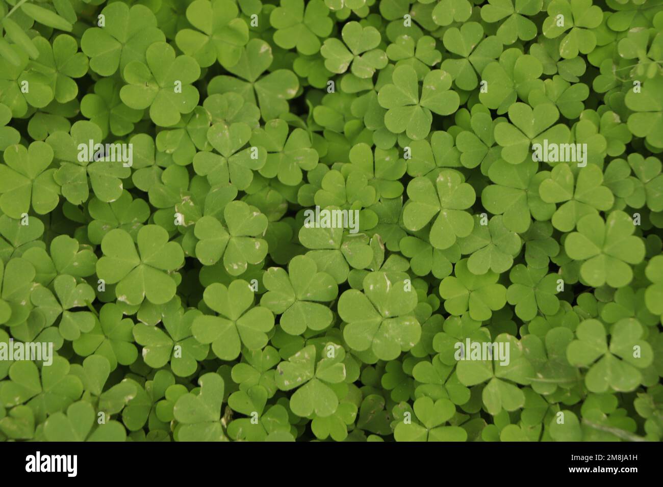 Background green shamrock nature hi-res stock photography and images ...
