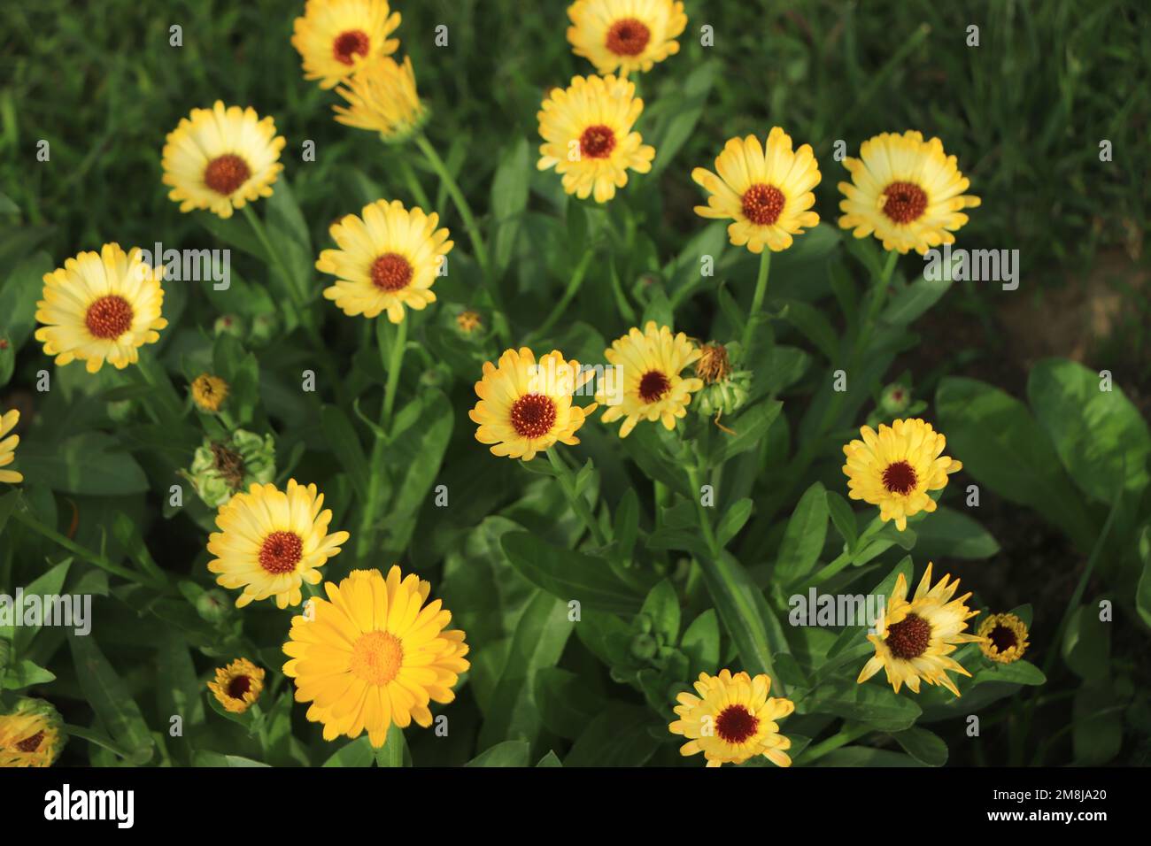 Yellow calendula flower closeup. young calendula flower Stock Photo - Alamy