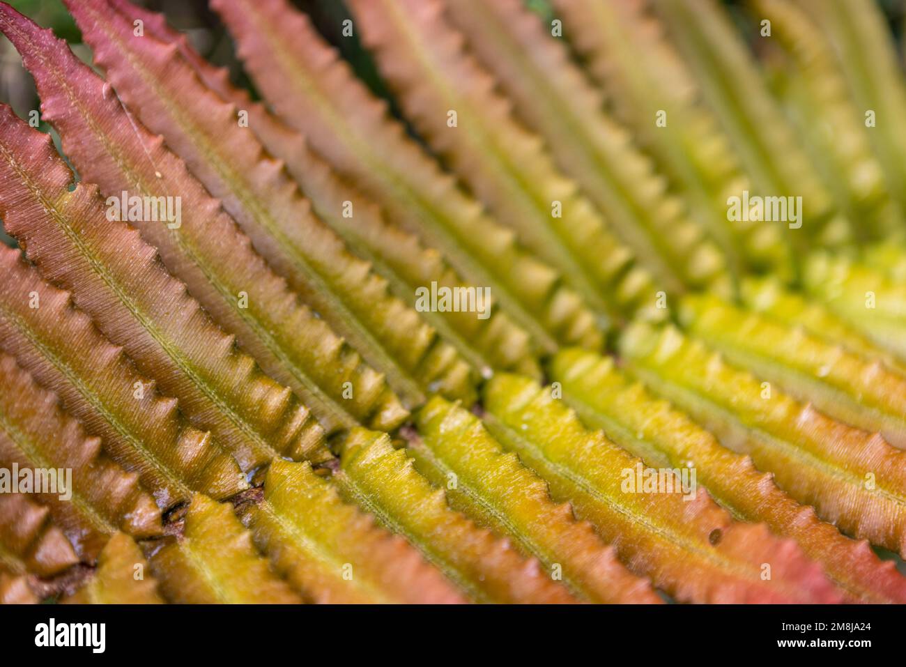 Close up of a colorful fern leaf in a temperate rain forest - hiking ...