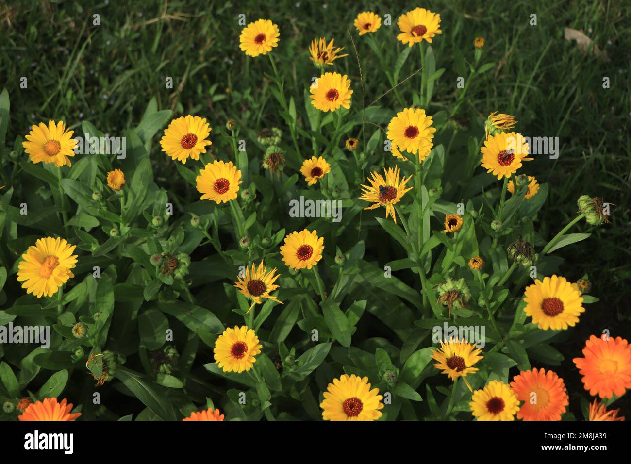 calendula flower orange color in full bloom zoomed in. bud and petals ...