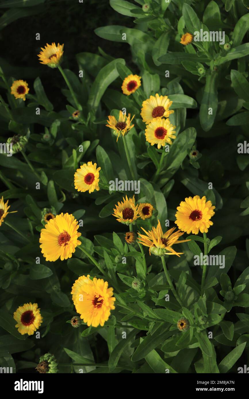 Yellow calendula flower in the garden, top view calendula field Stock ...
