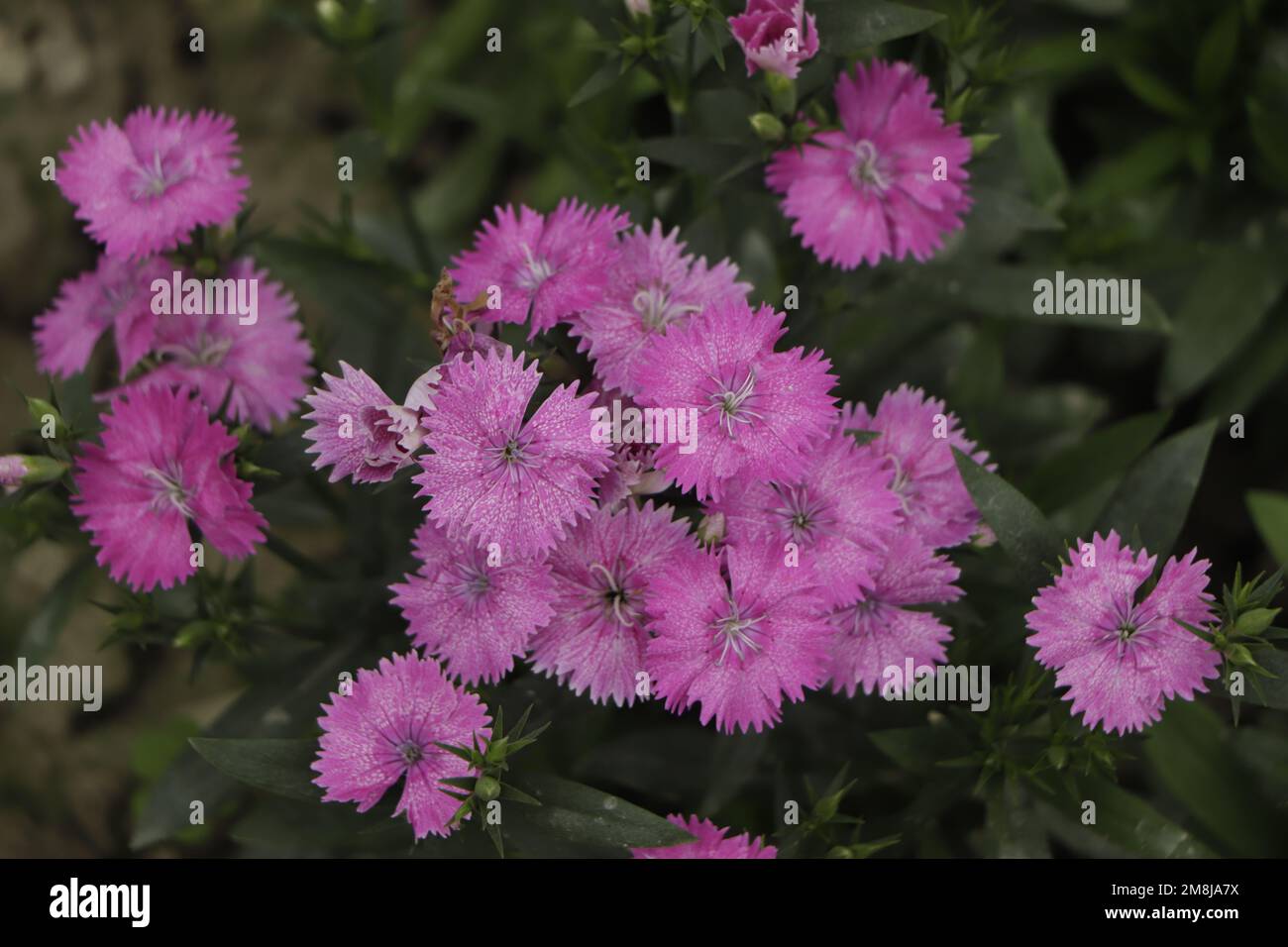 Dianthus gratianopolitanus or cheddar pink many pink flowers Stock ...