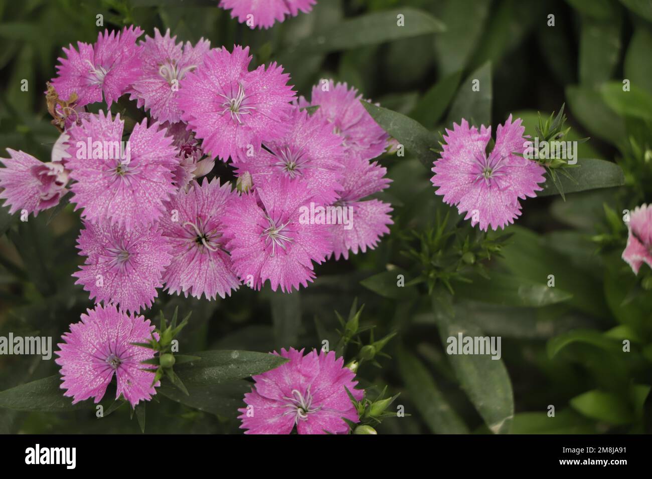 Cheddar Cliff Pink (Dianthus gratianopolitanus) rock garden perennial ...