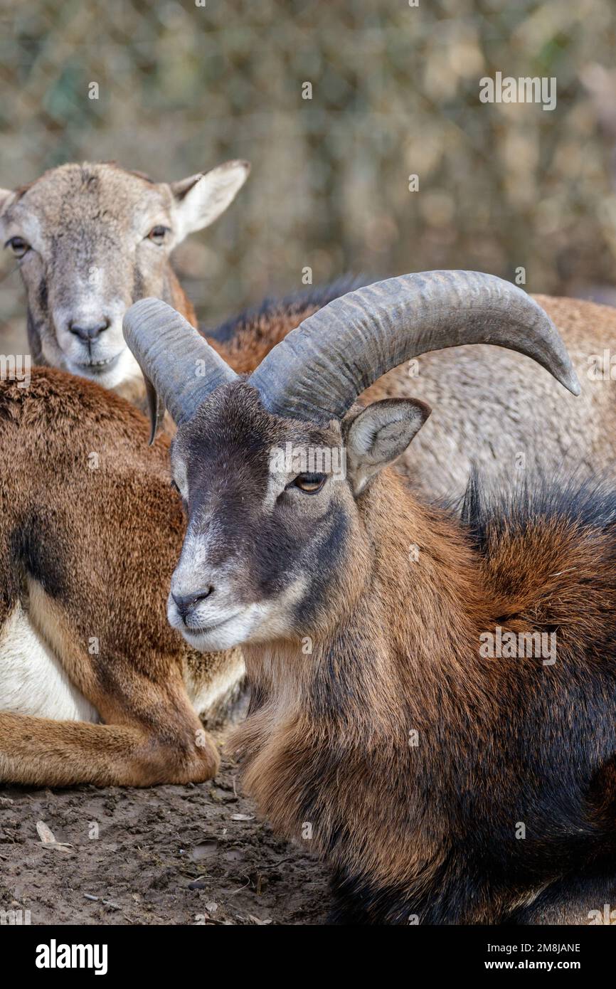 A ram lying inside the barn Stock Photo - Alamy