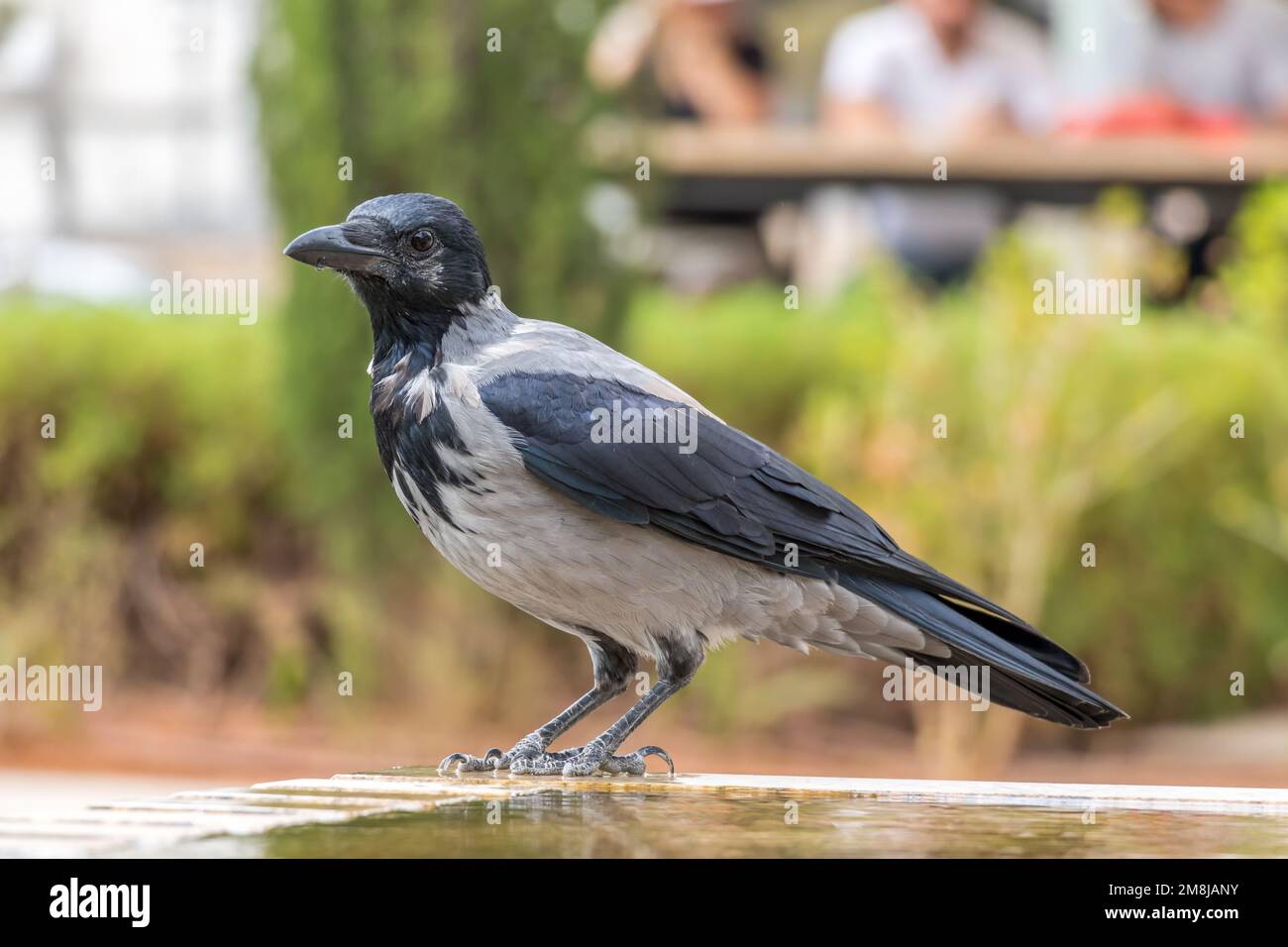 Wet crow hi-res stock photography and images - Alamy