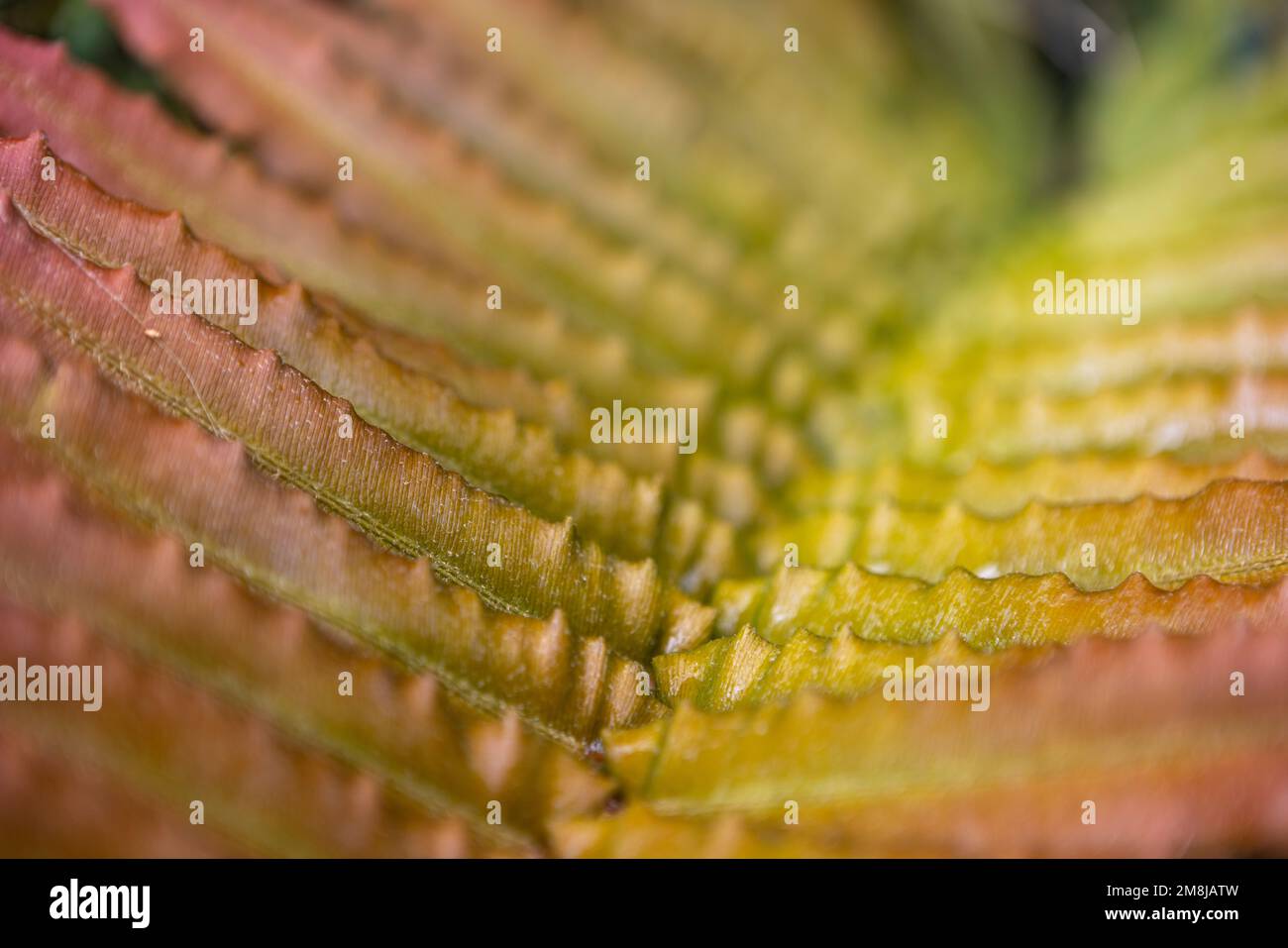 Close up of a colorful fern leaf in a temperate rain forest - hiking ...